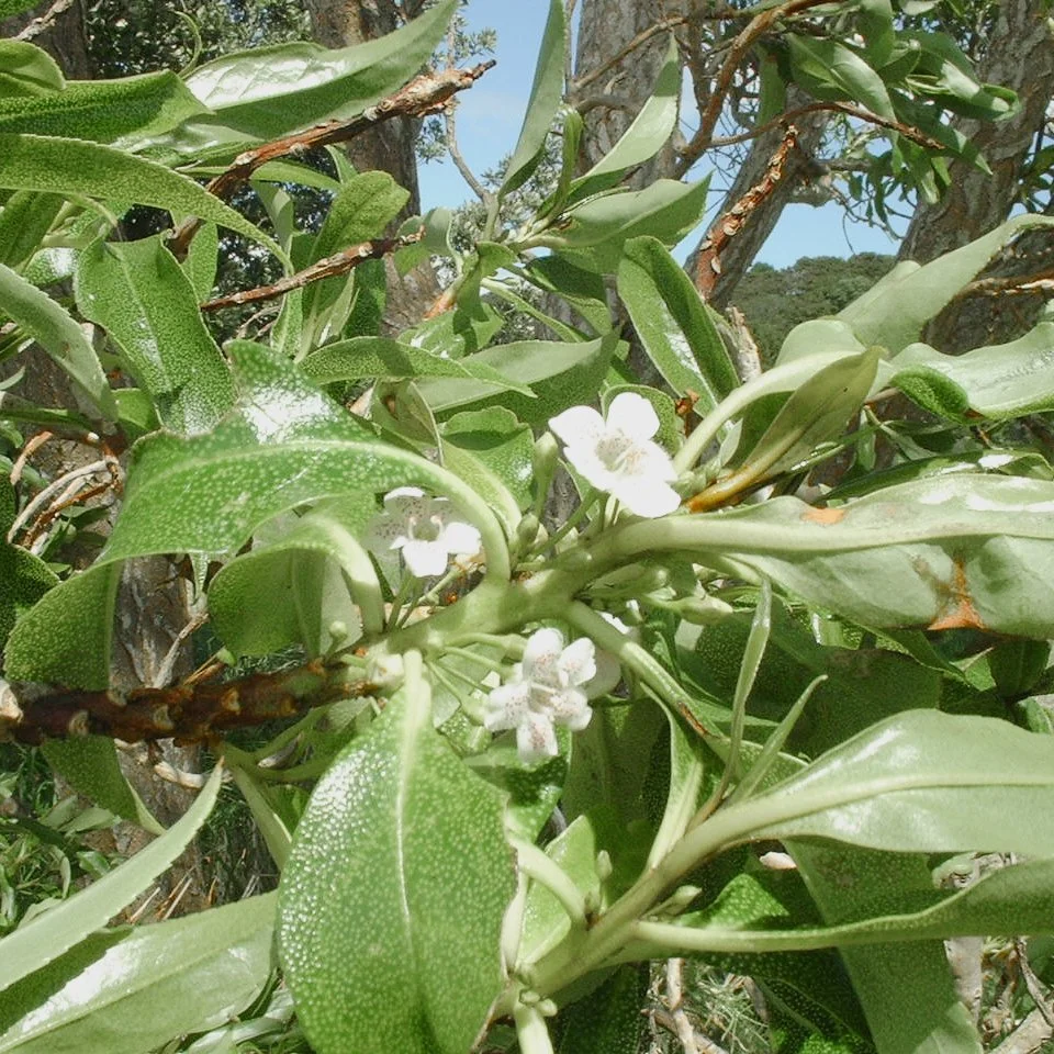 Pittosporum crassifolium (Karo) — Naturally Native New Zealand Plants ...