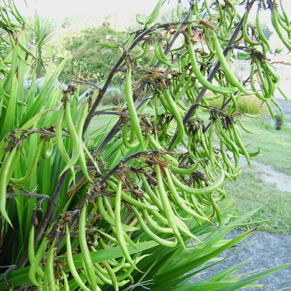 Phormium 'Jack Spratt' — Naturally Native New Zealand Plants (2013) Ltd