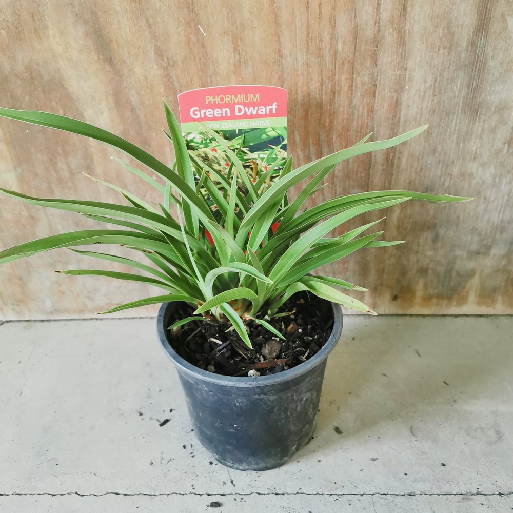 Phormium 'Jack Spratt' — Naturally Native New Zealand Plants (2013) Ltd