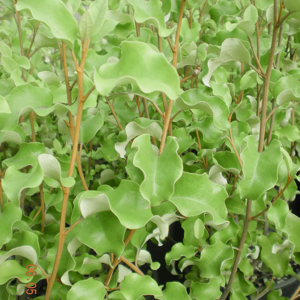 Melicytus ramiflorus (Mahoe) — Naturally Native New Zealand Plants ...