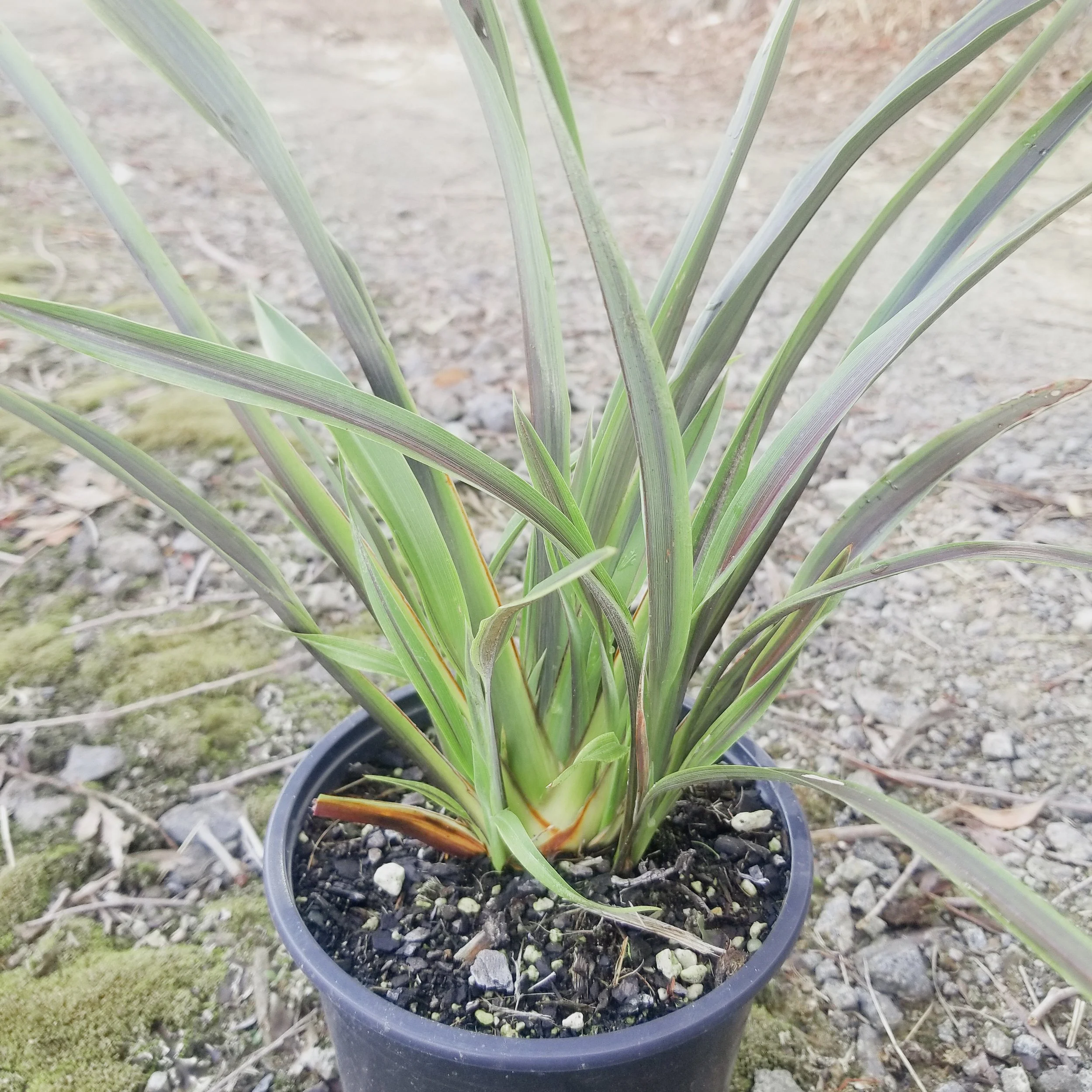 Chionochloa flavicans — Naturally Native New Zealand Plants (2013) Ltd