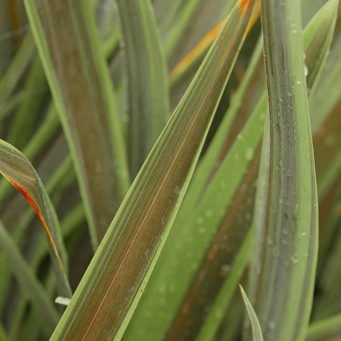 Phormium 'Purple Haze' — Naturally Native New Zealand Plants (2013) Ltd