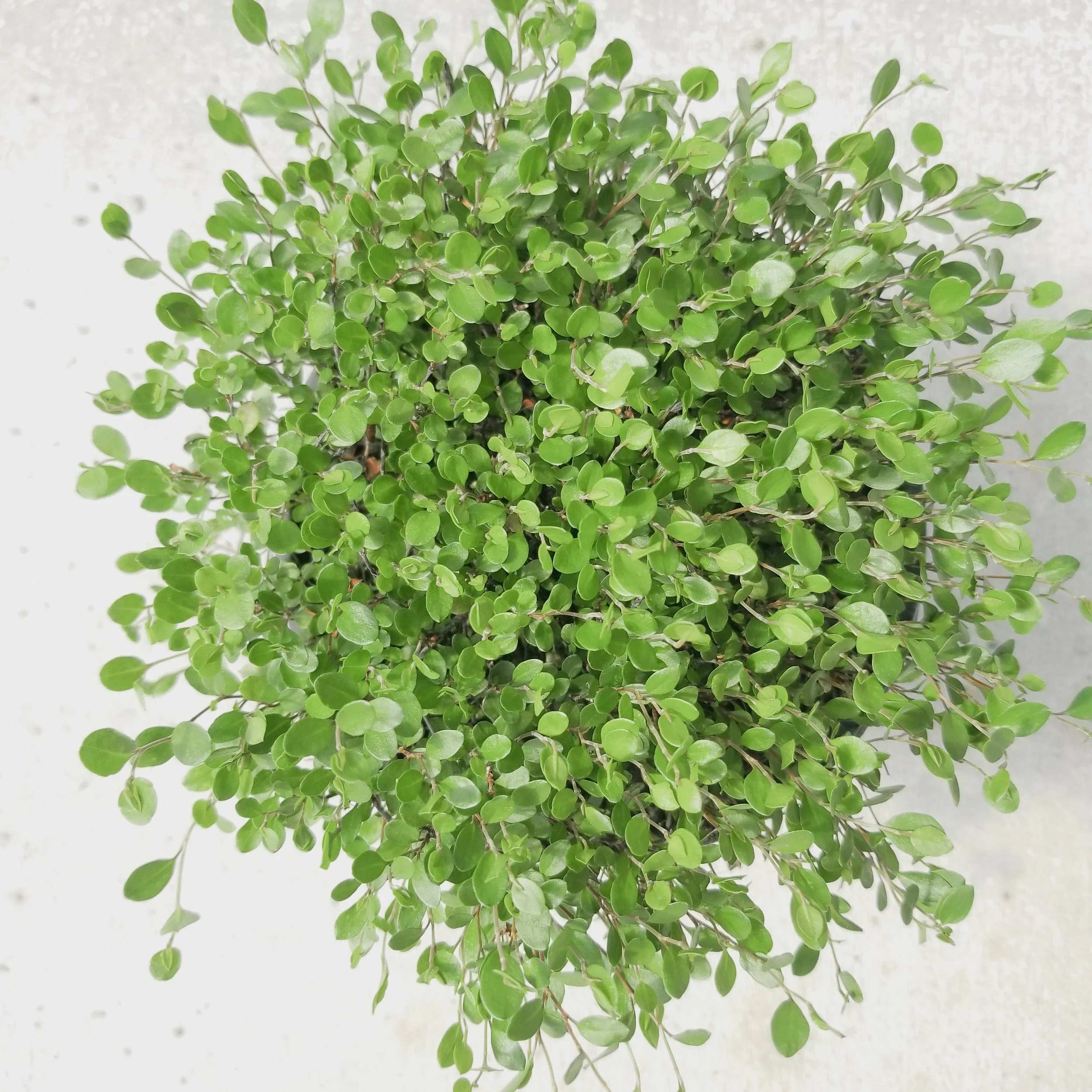 Disphyma australe — Naturally Native New Zealand Plants (2013) Ltd