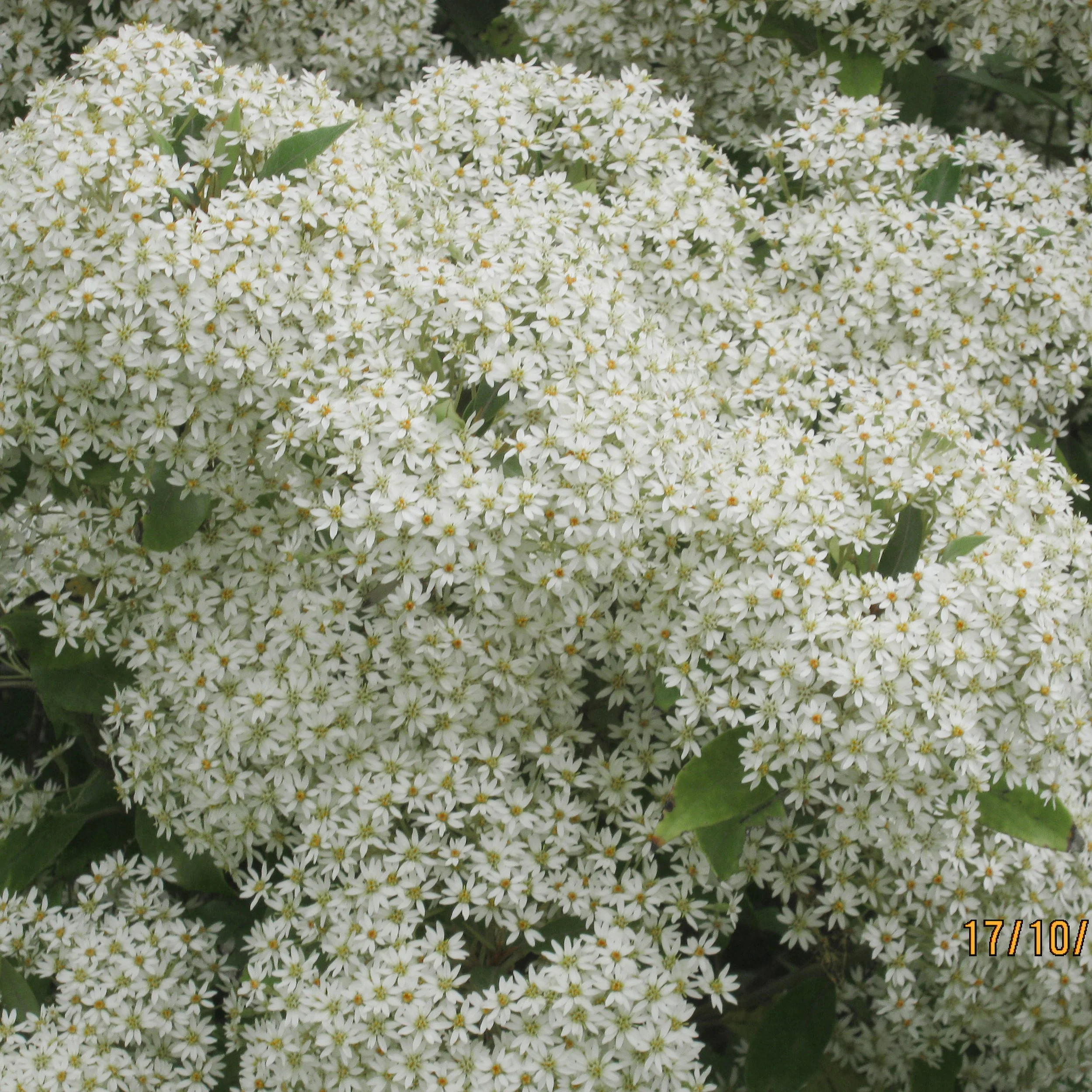 Brachyglottis 'Otari Cloud' — Naturally Native New Zealand Plants (2013 ...