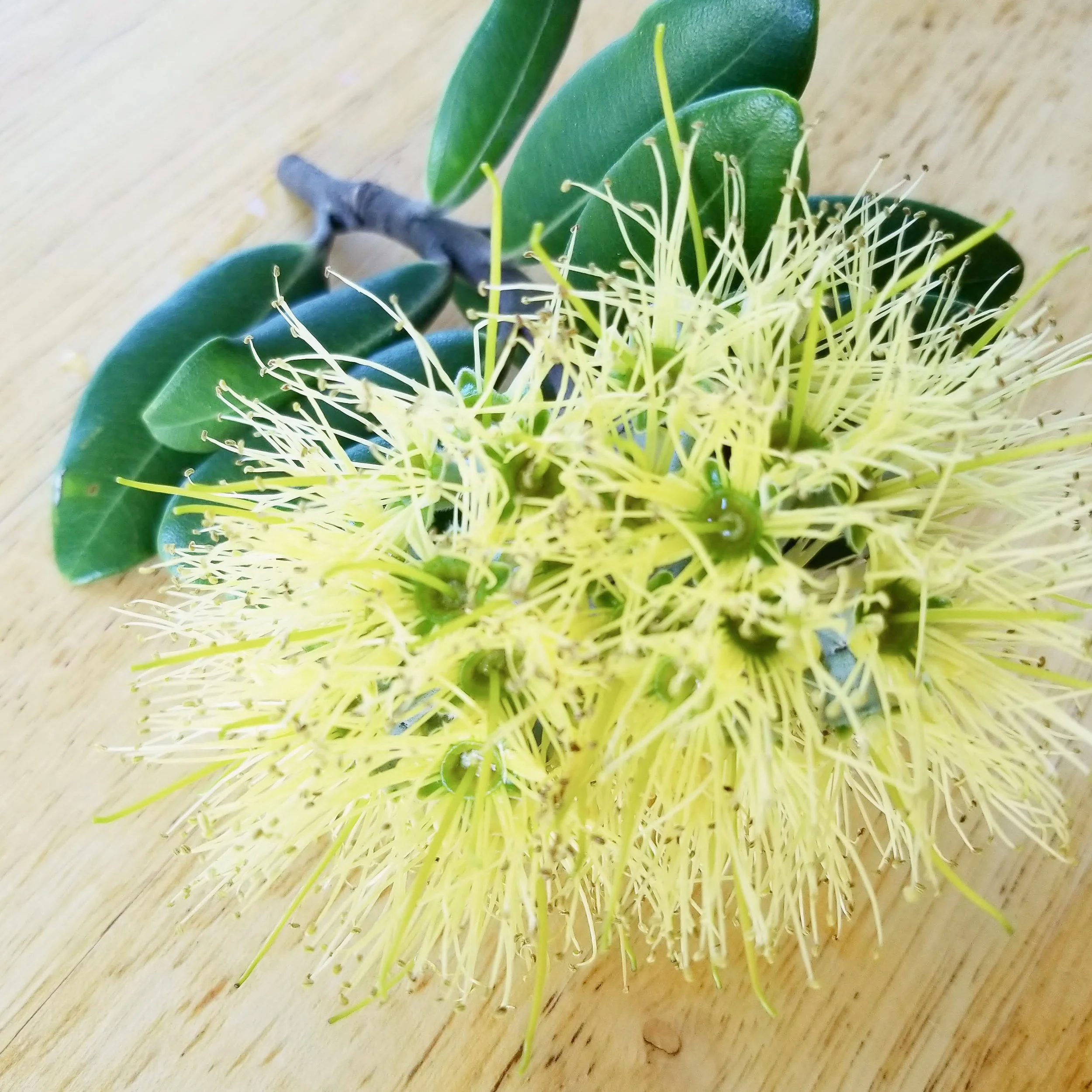 Corynocarpus laevigatus (Karaka) — Naturally Native New Zealand Plants ...