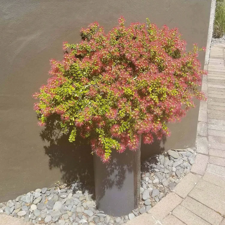Elatostema rugosum (Parathaniwha/NZ Begonia) — Naturally Native New ...