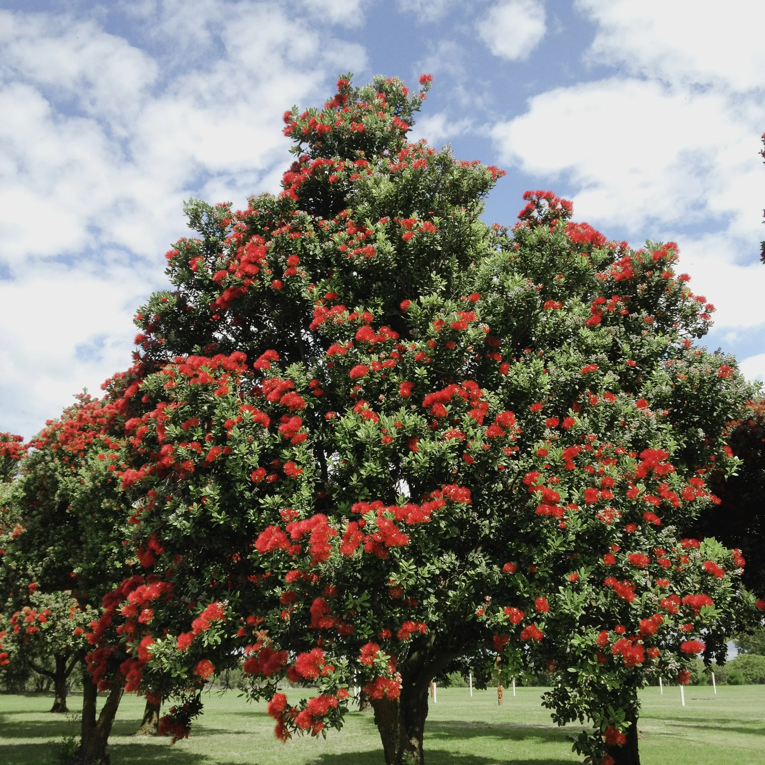 Metrosideros excelsa 'Aurea' — Naturally Native New Zealand Plants ...