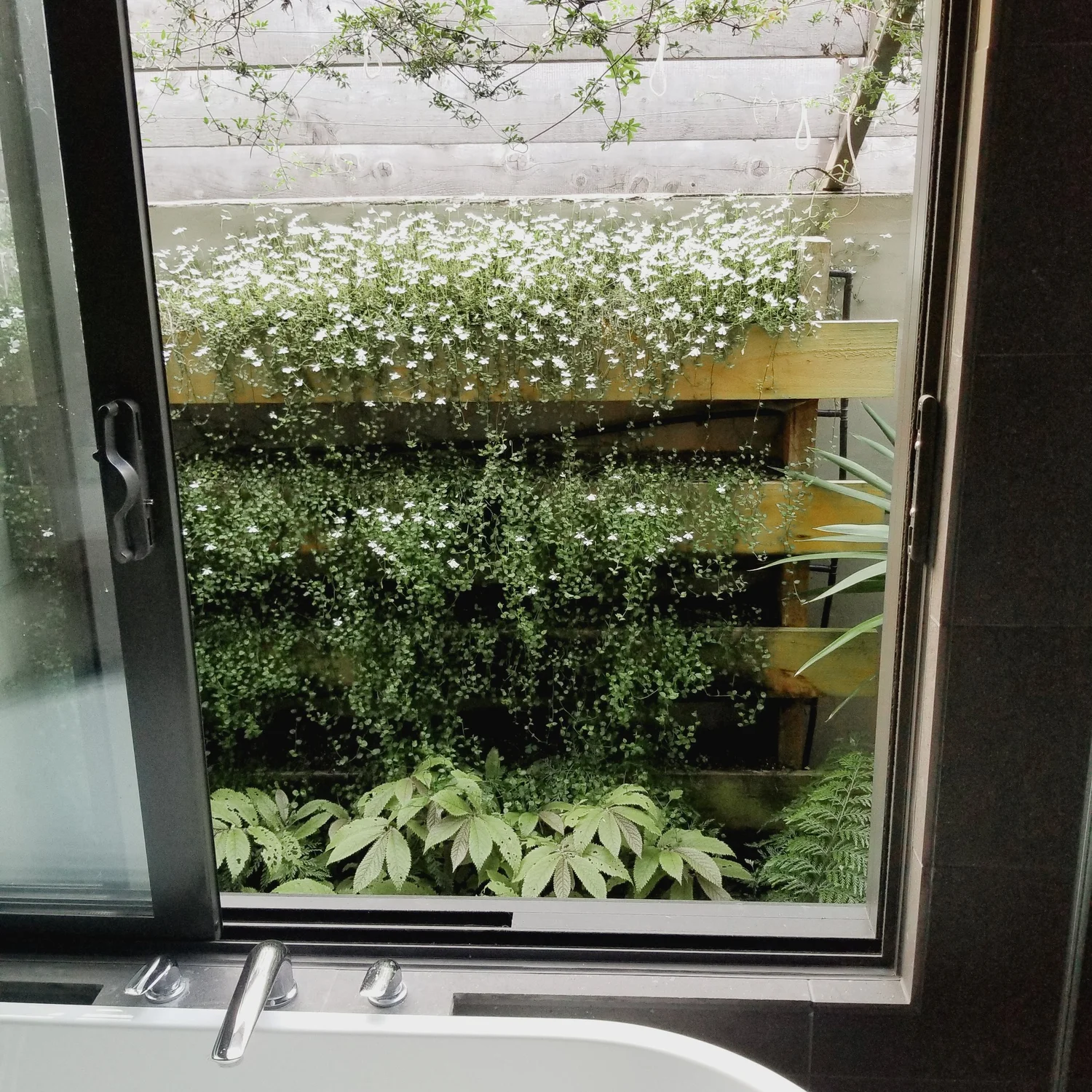 Coprosma acerosa'Red Rocks' — Naturally Native New Zealand Plants (2013 ...