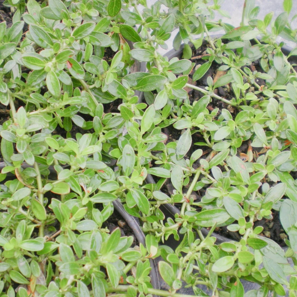Pimelea prostrata 'Misty Blue' — Naturally Native New Zealand Plants ...