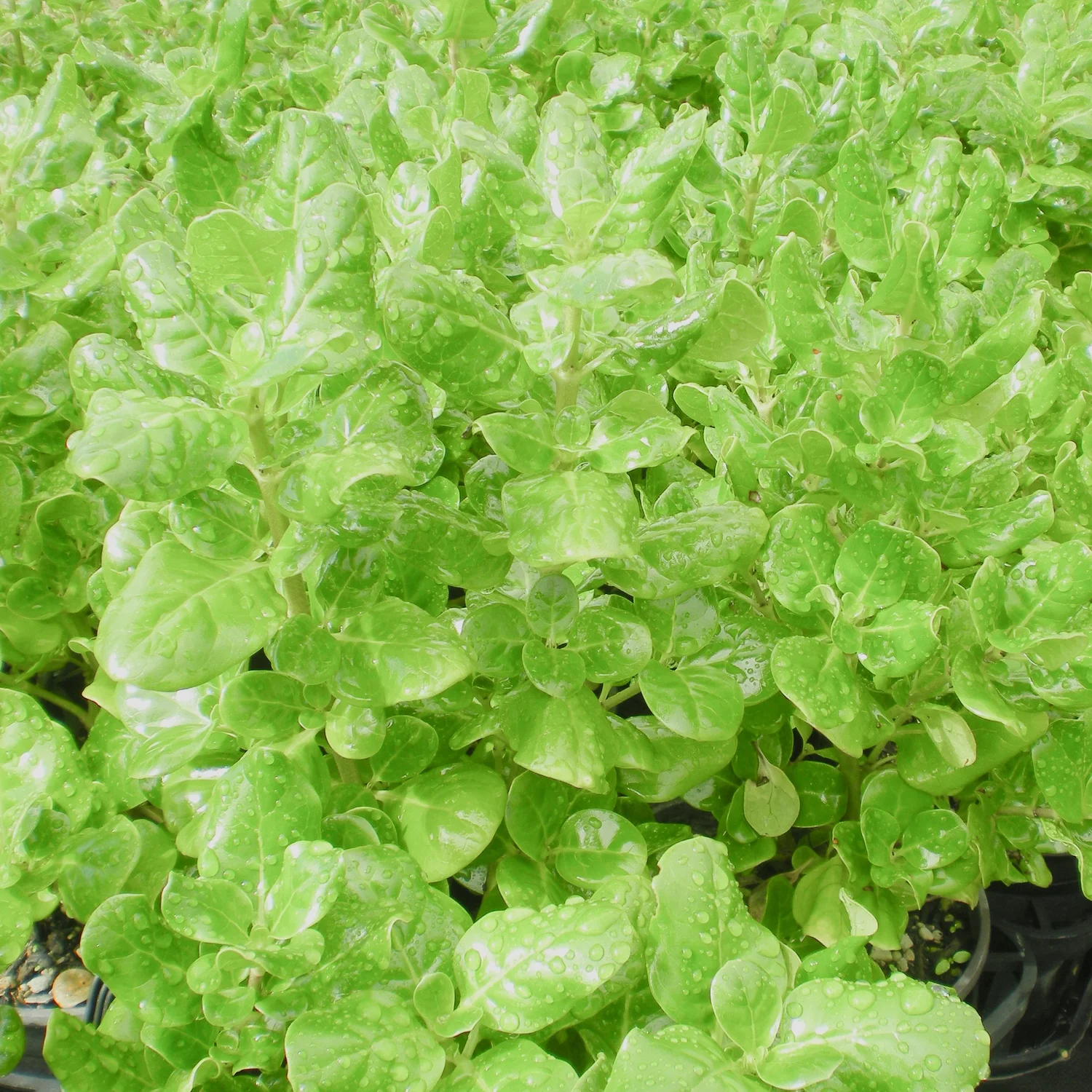 Melicytus ramiflorus (Mahoe) — Naturally Native New Zealand Plants ...