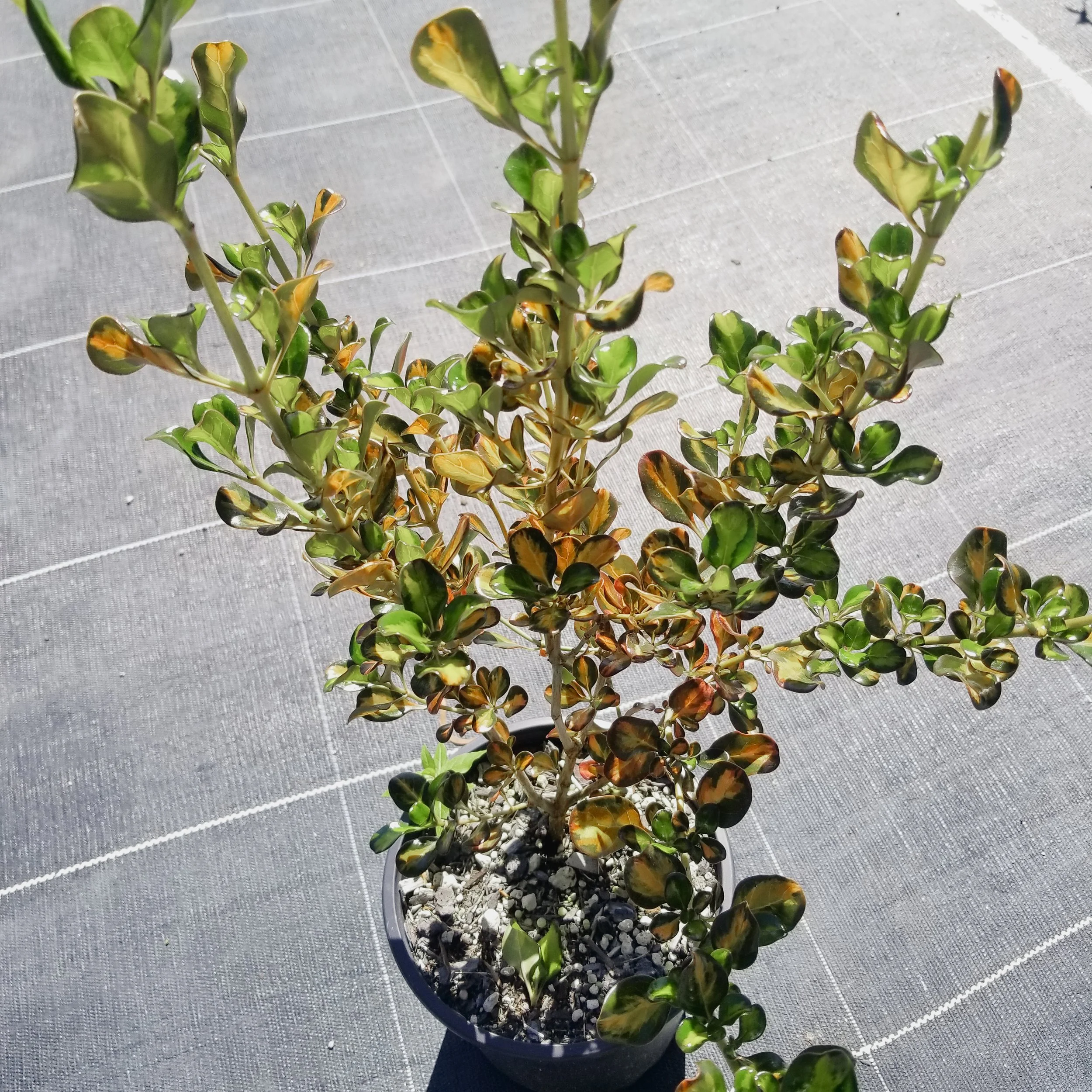 Pseudowintera 'Red Leopard' — Naturally Native New Zealand Plants (2013 ...
