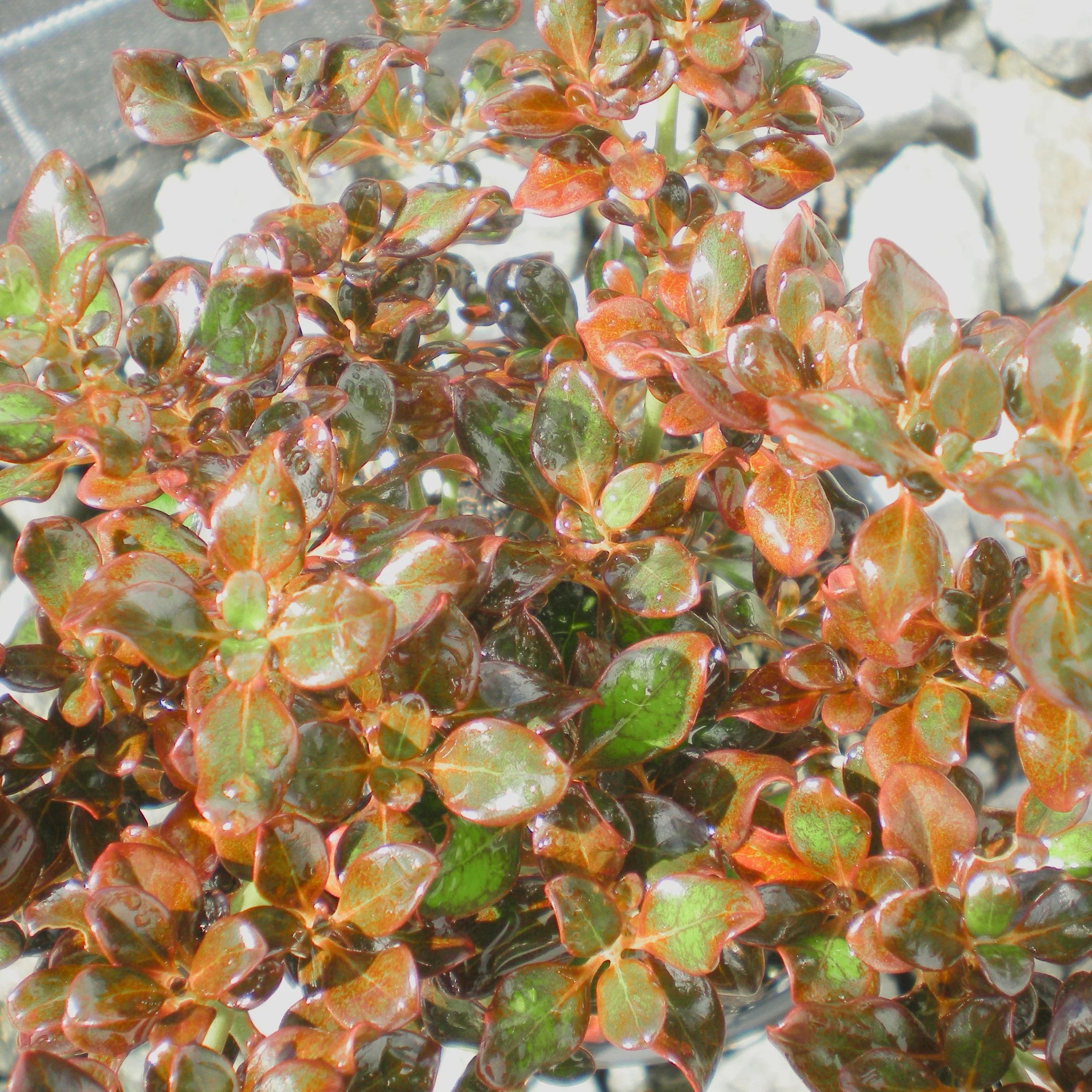 Coprosma 'Karo Red' — Naturally Native New Zealand Plants (2013) Ltd