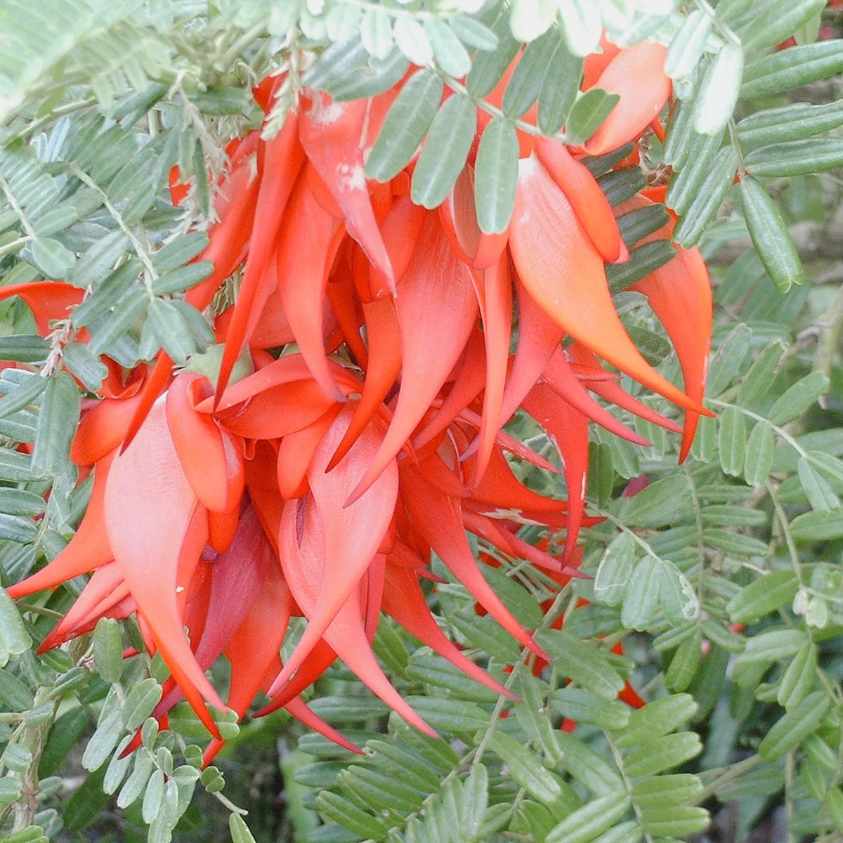 Elatostema rugosum (Parathaniwha/NZ Begonia) — Naturally Native New ...