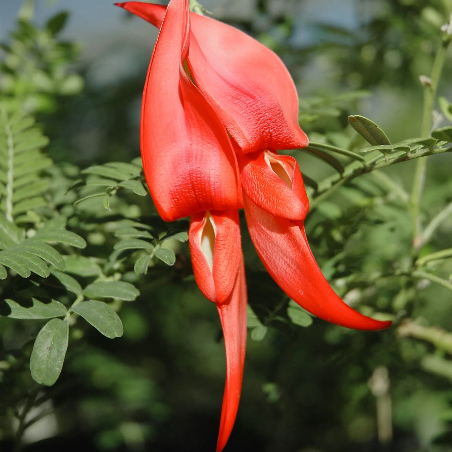 Elatostema rugosum (Parathaniwha/NZ Begonia) — Naturally Native New ...