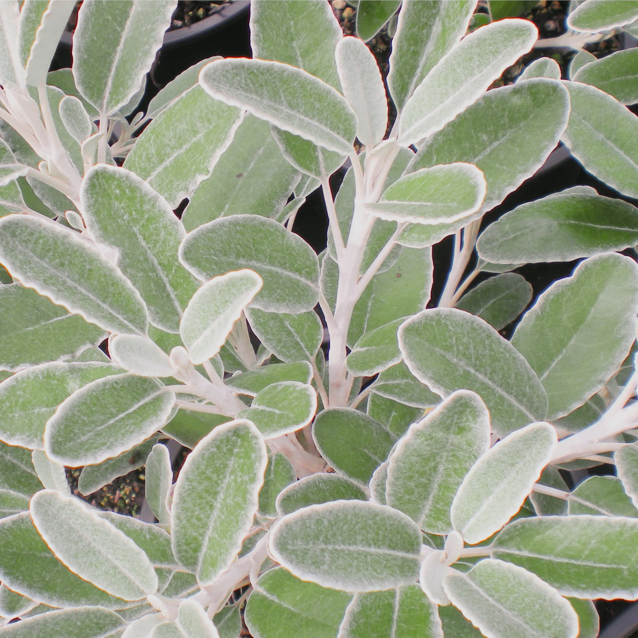 Textures — Plant directory — Naturally Native New Zealand Plants (2013) Ltd