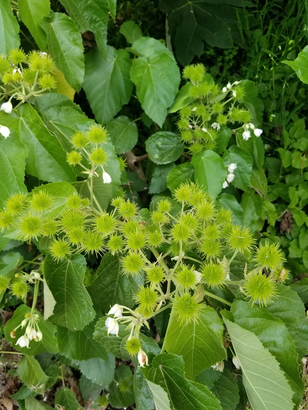 Melicytus ramiflorus (Mahoe) — Naturally Native New Zealand Plants ...