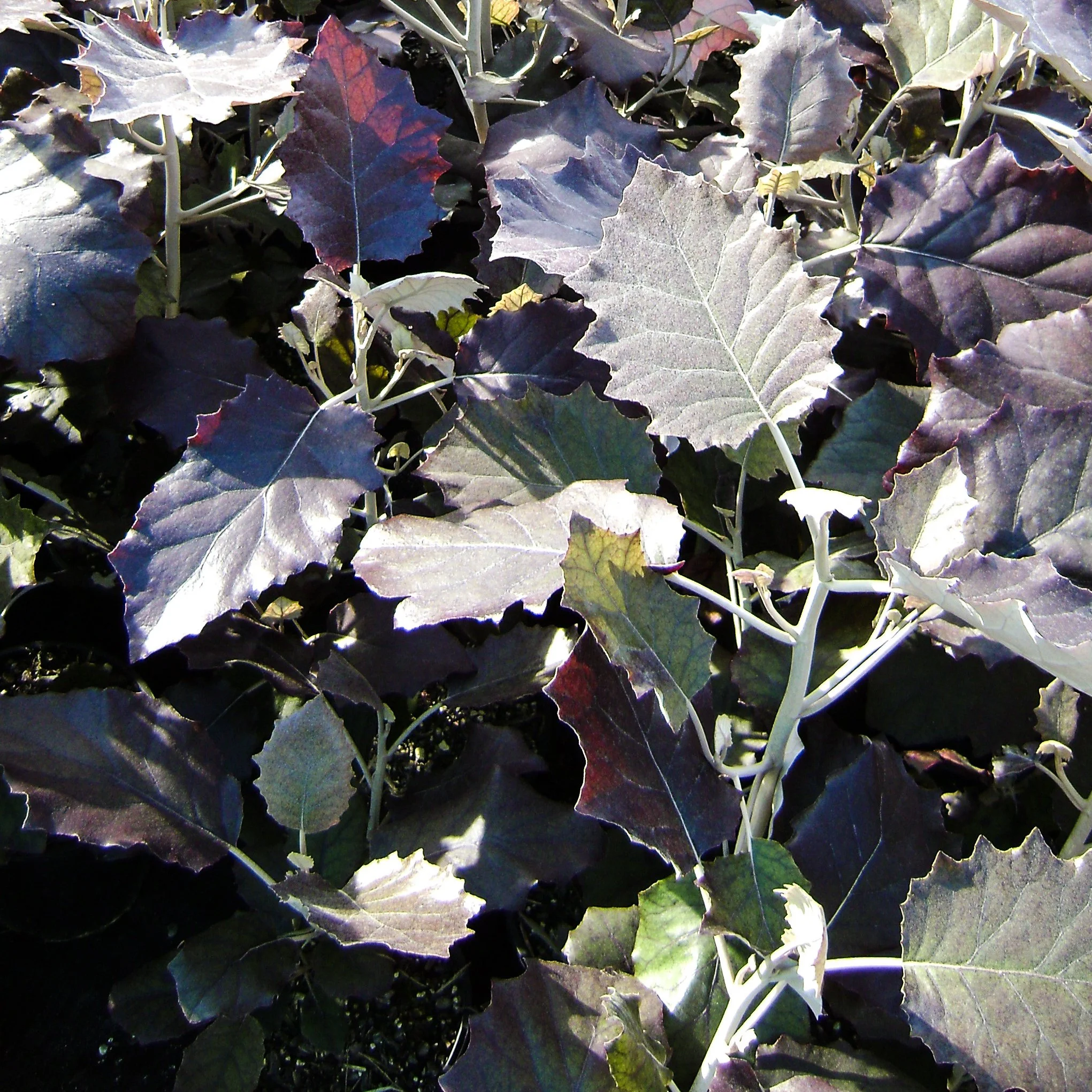Elatostema rugosum (Parathaniwha/NZ Begonia) — Naturally Native New ...