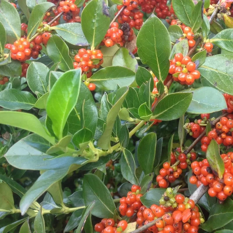 Melicytus ramiflorus (Mahoe) — Naturally Native New Zealand Plants ...