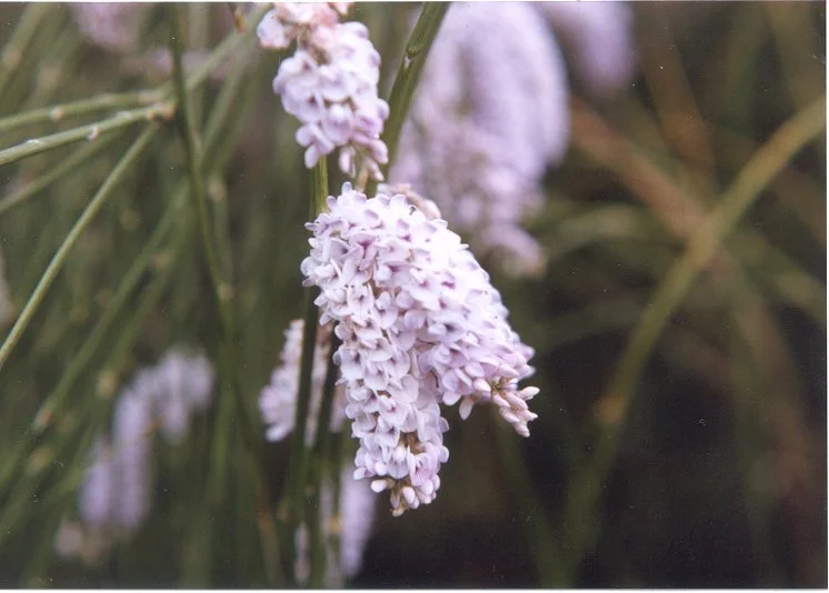 Melicytus ramiflorus (Mahoe) — Naturally Native New Zealand Plants ...