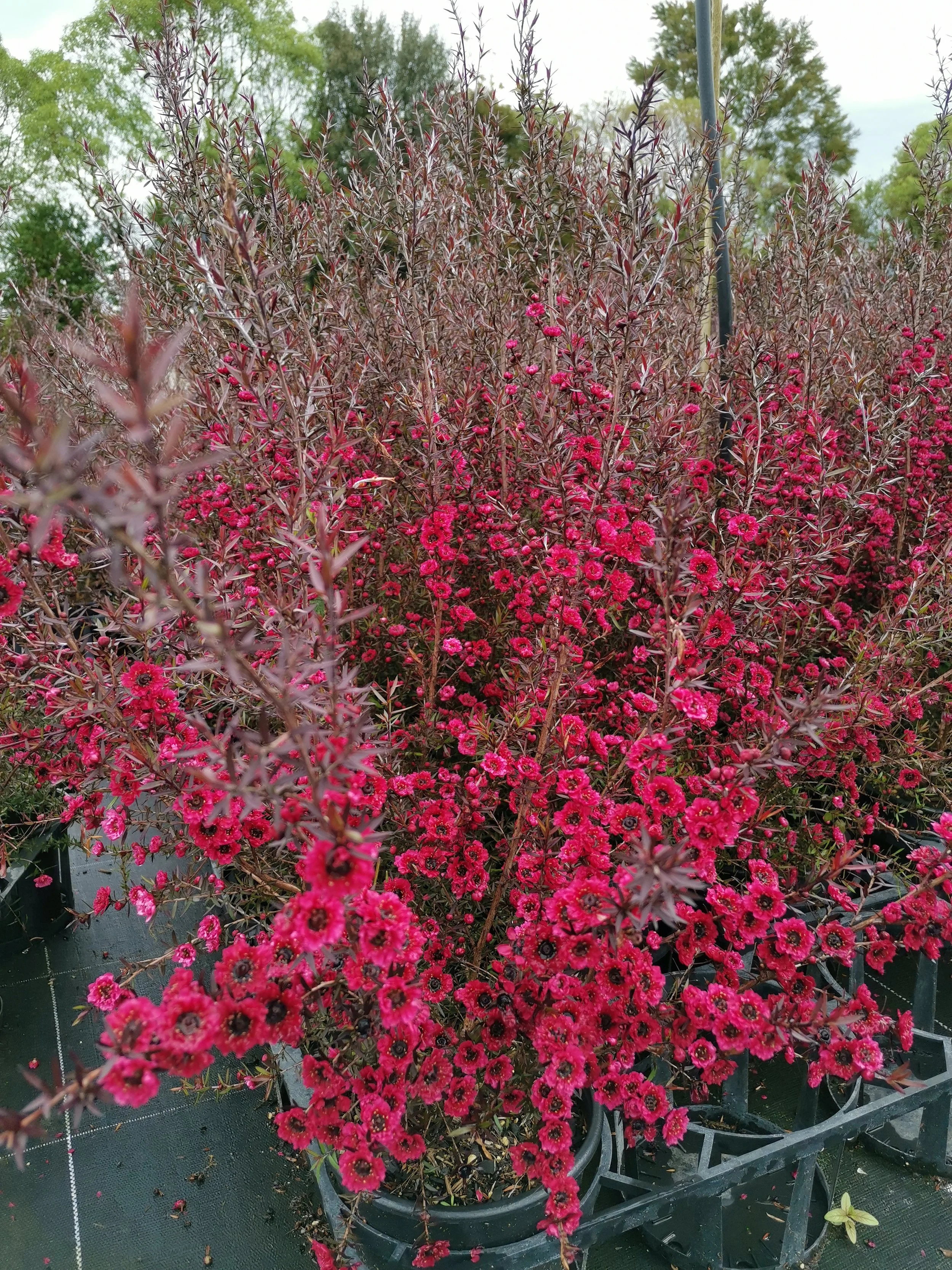 Plant directory — Naturally Native New Zealand Plants (2013) Ltd
