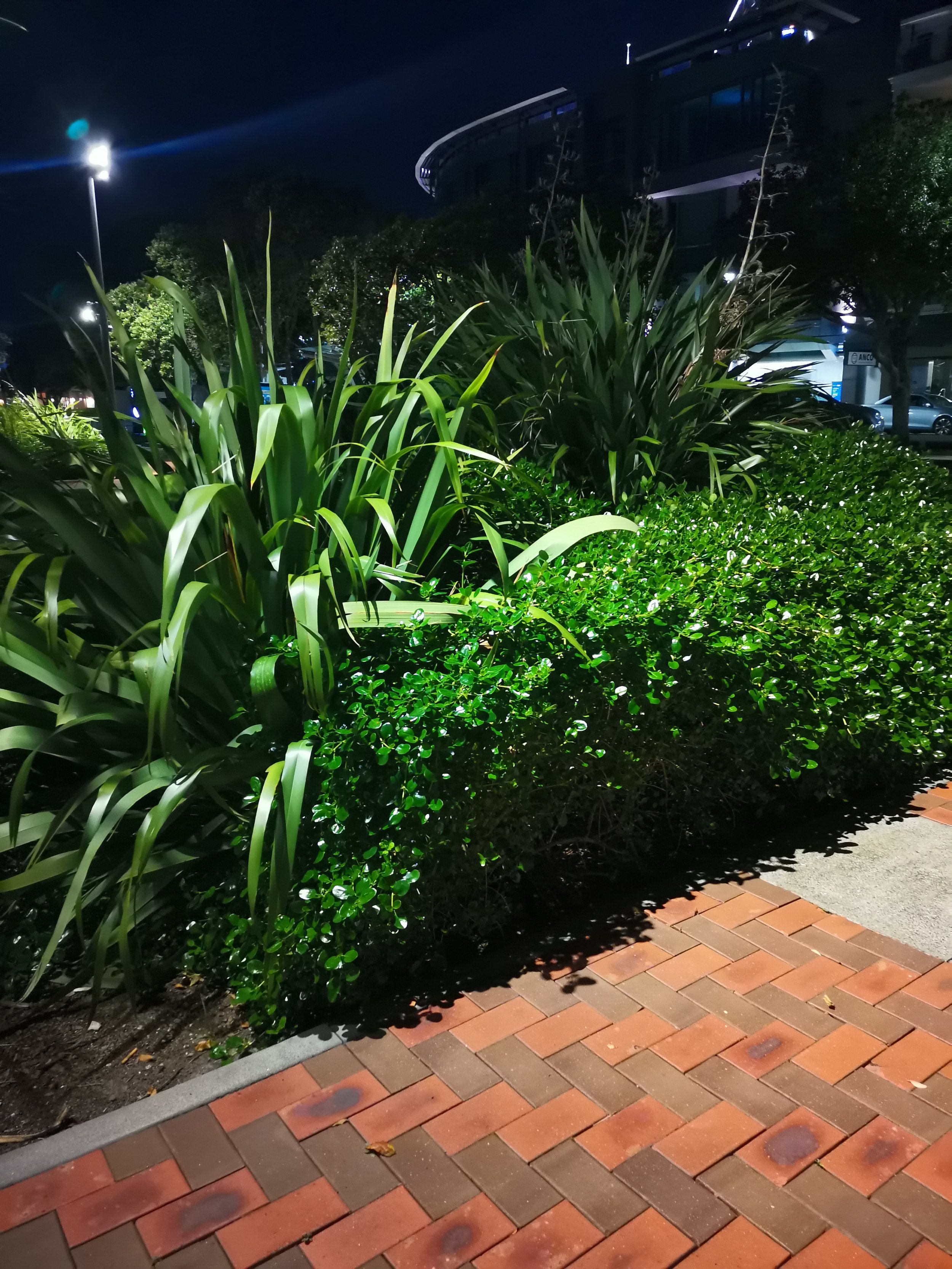 Chionochloa flavicans — Naturally Native New Zealand Plants (2013) Ltd