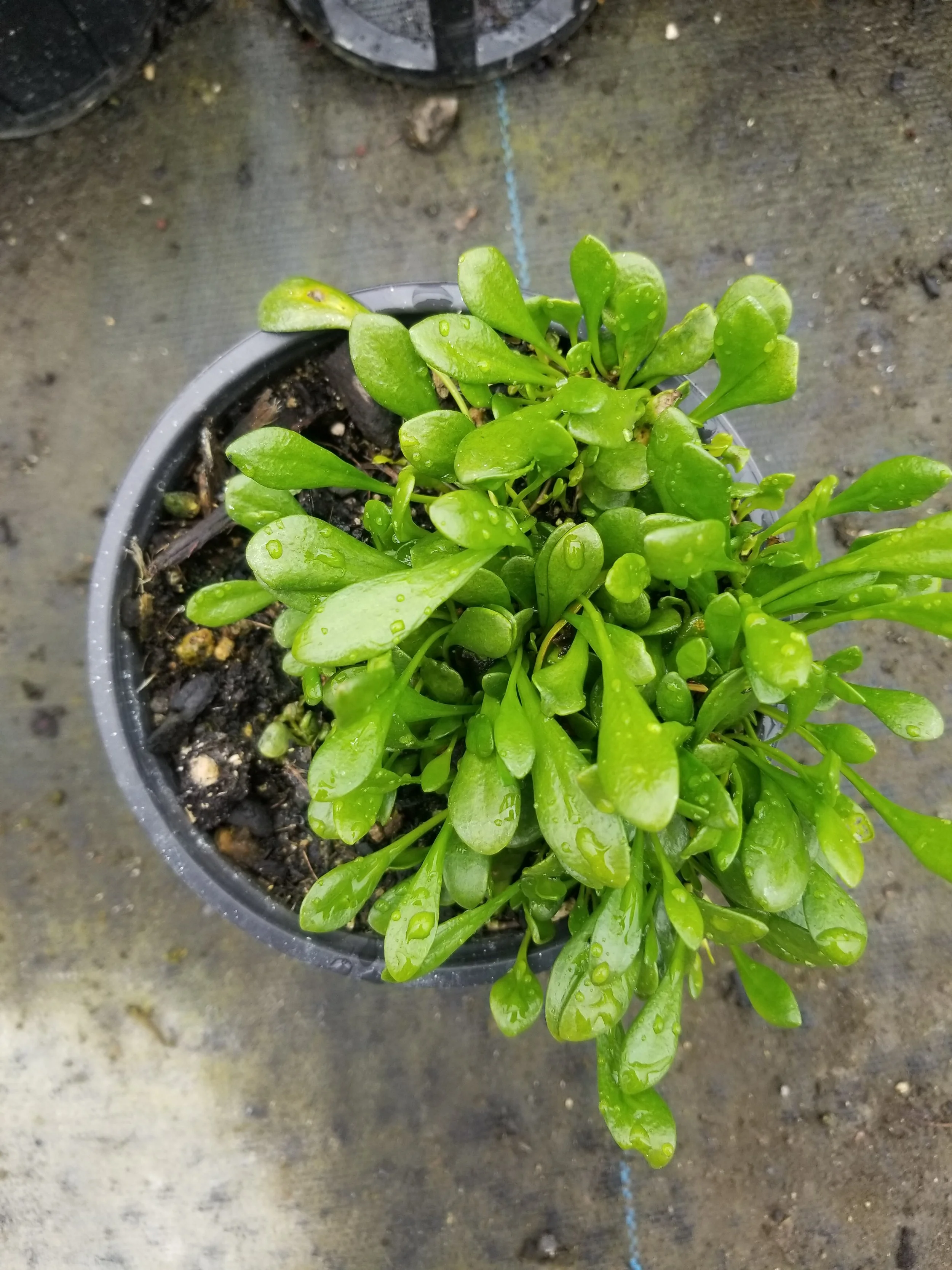 Mazus radicans (Swamp Musk) — Naturally Native New Zealand Plants (2013 ...