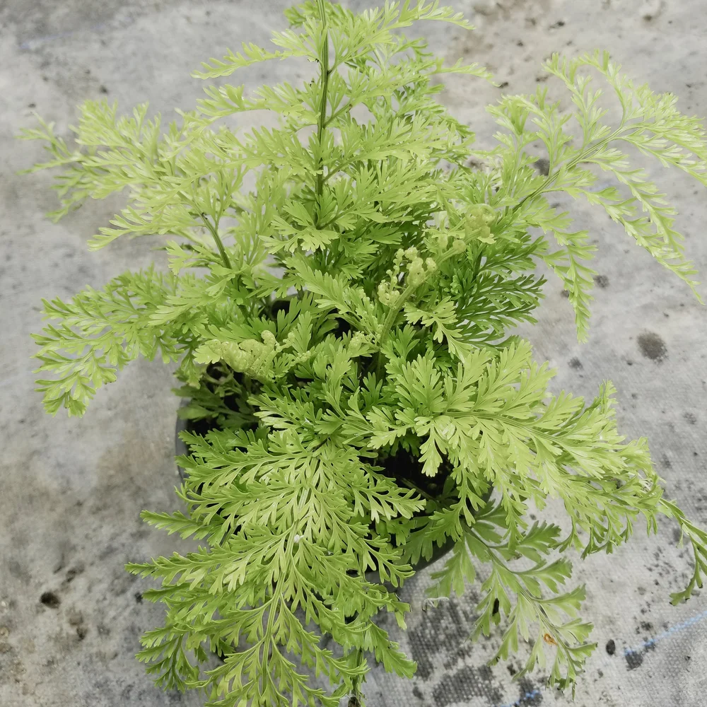 Leptospermum nanum'Huia' — Naturally Native New Zealand Plants (2013) Ltd