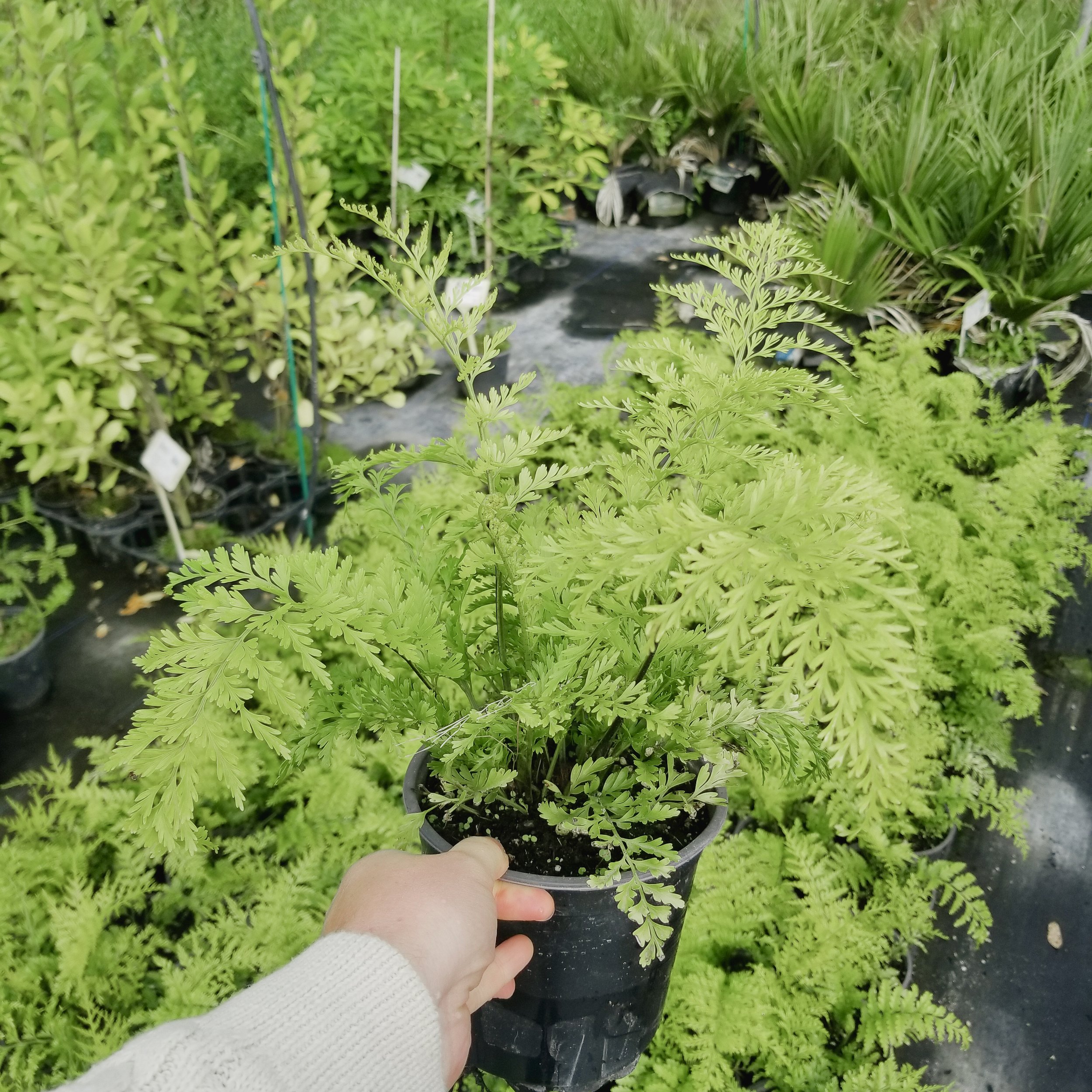 Asplenium bulbiferum (Pikopiko/ Hen and Chicken Fern) — Naturally ...