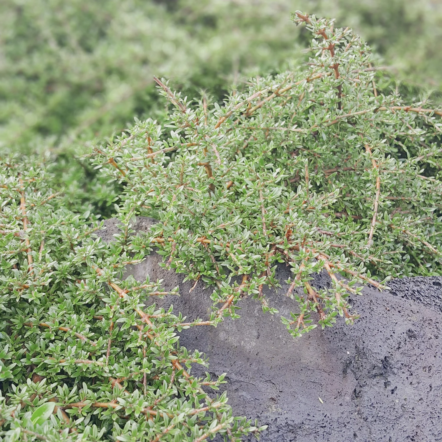 Disphyma australe — Naturally Native New Zealand Plants (2013) Ltd