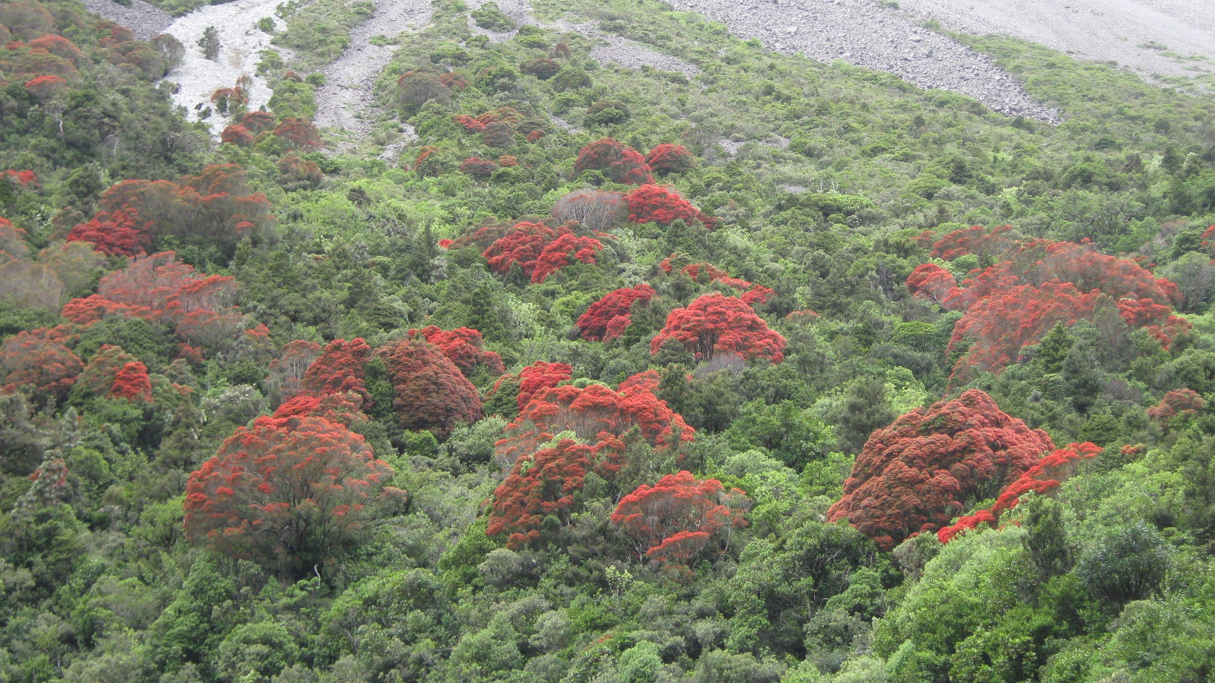 Naturally Native NZ Plants