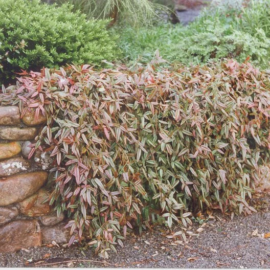 Coprosma repens 'Poor Knights' — Naturally Native New Zealand Plants ...