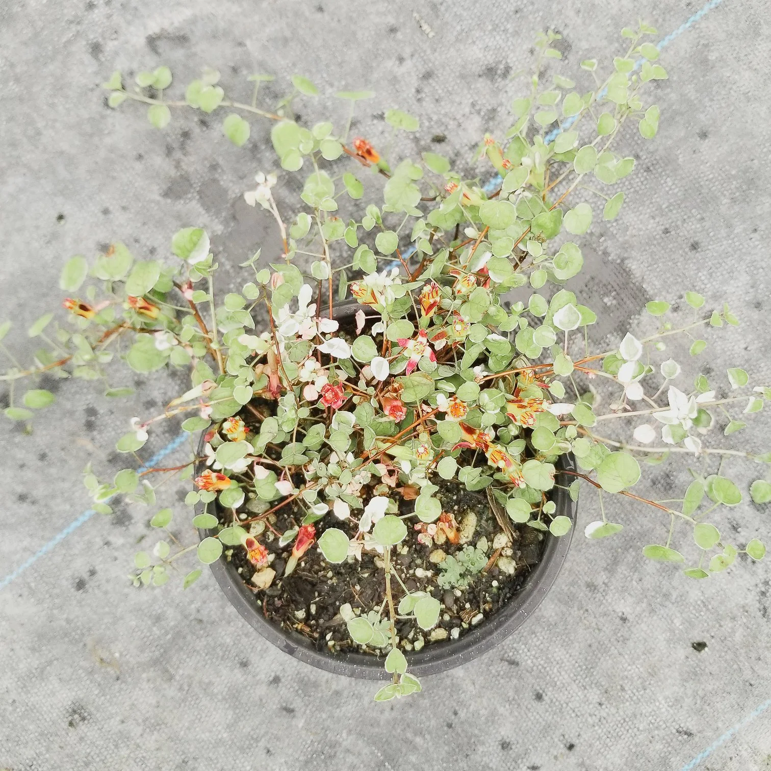 Coprosma repens 'Poor Knights' — Naturally Native New Zealand Plants ...