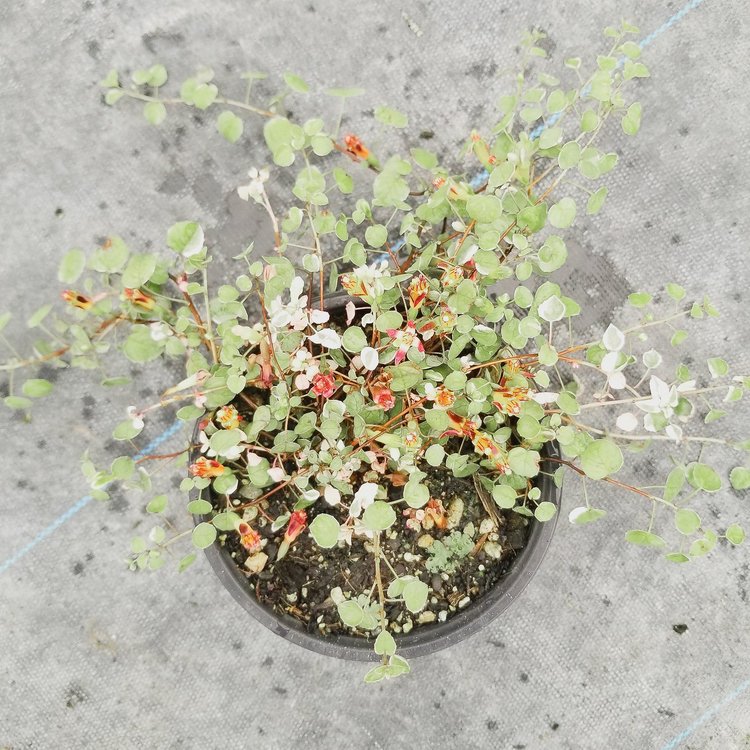 Disphyma australe — Naturally Native New Zealand Plants (2013) Ltd