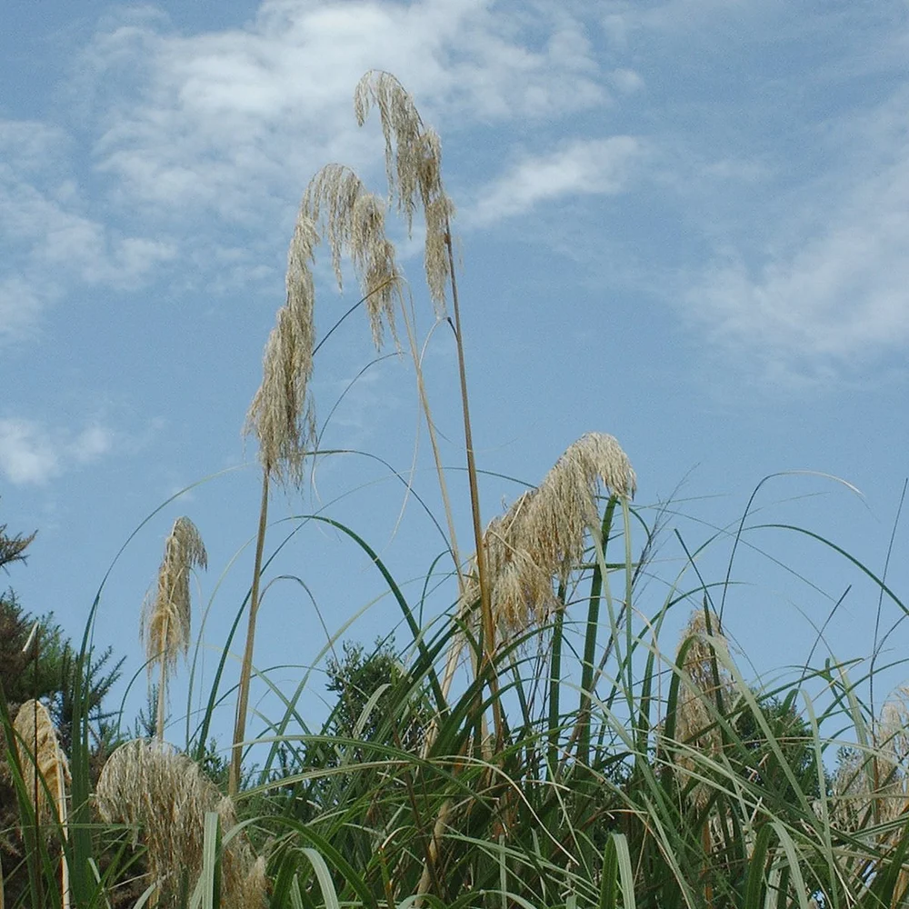 Chionochloa flavicans — Naturally Native New Zealand Plants (2013) Ltd