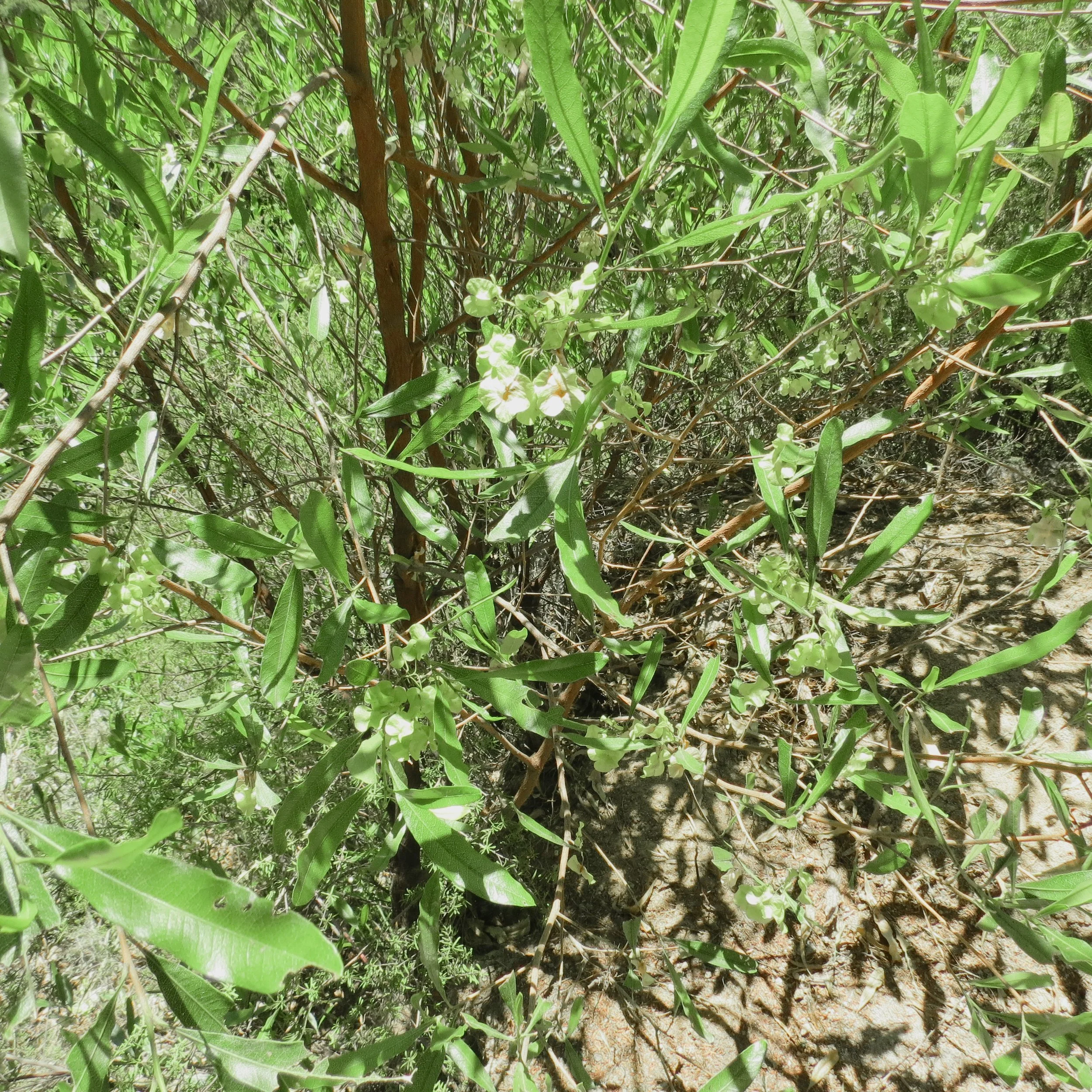 Leptospermum 'Wiri Kerry' — Naturally Native New Zealand Plants (2013) Ltd