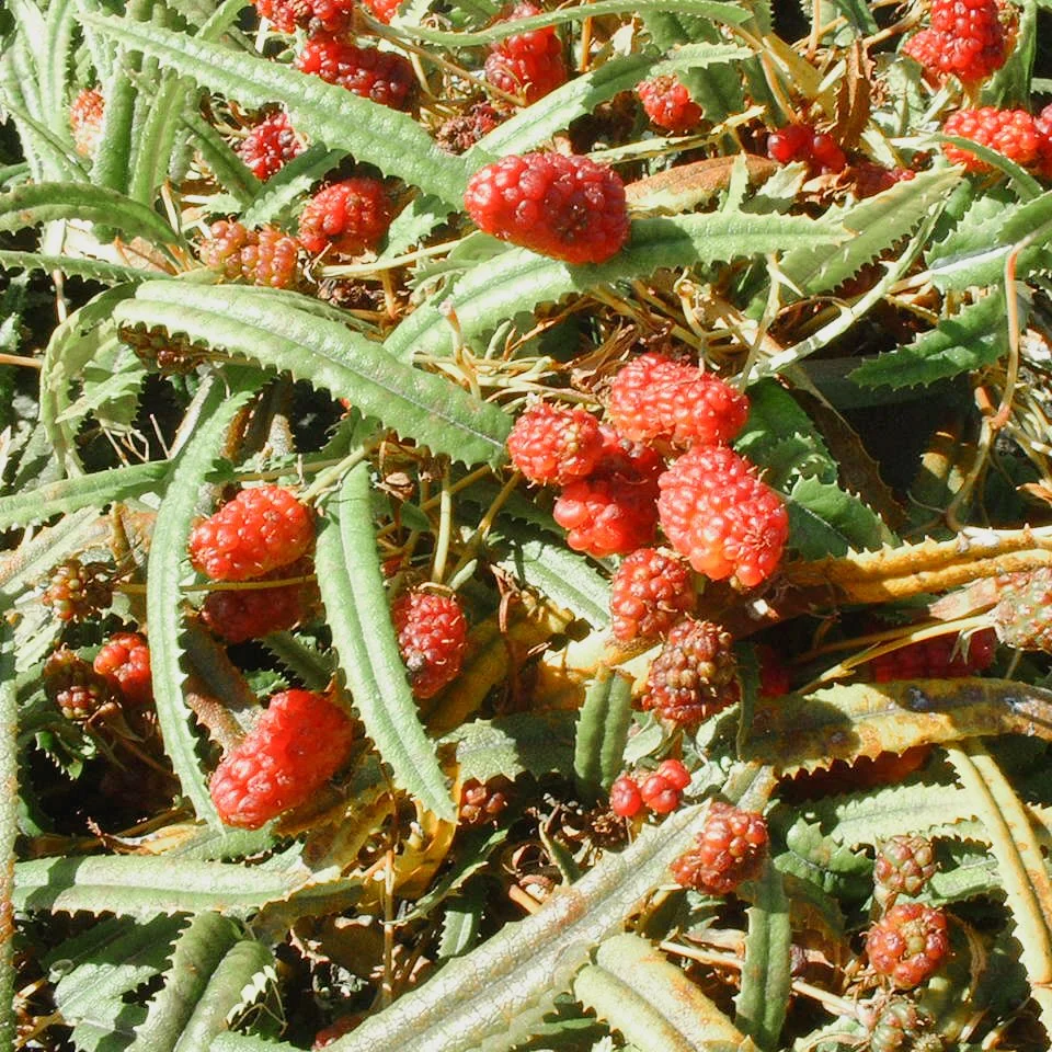 Coprosma acerosa — Naturally Native New Zealand Plants (2013) Ltd