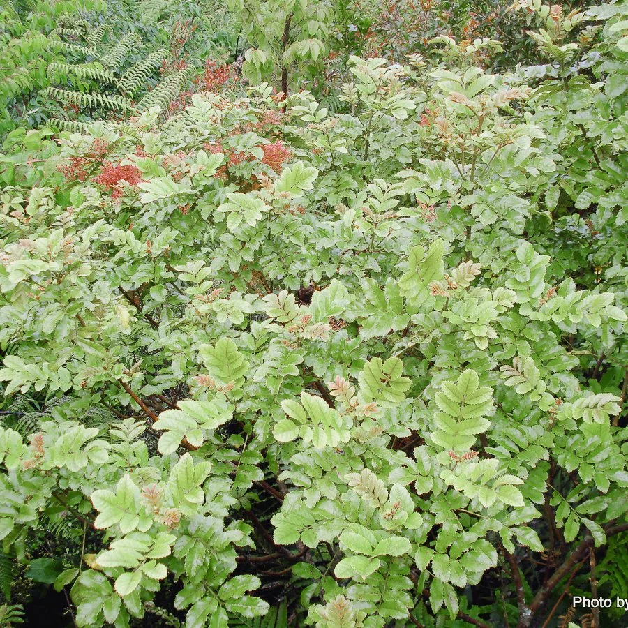 Pittosporum crassifolium (Karo) — Naturally Native New Zealand Plants ...