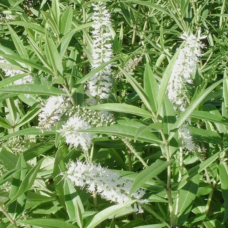 Pittosporum crassifolium (Karo) — Naturally Native New Zealand Plants ...