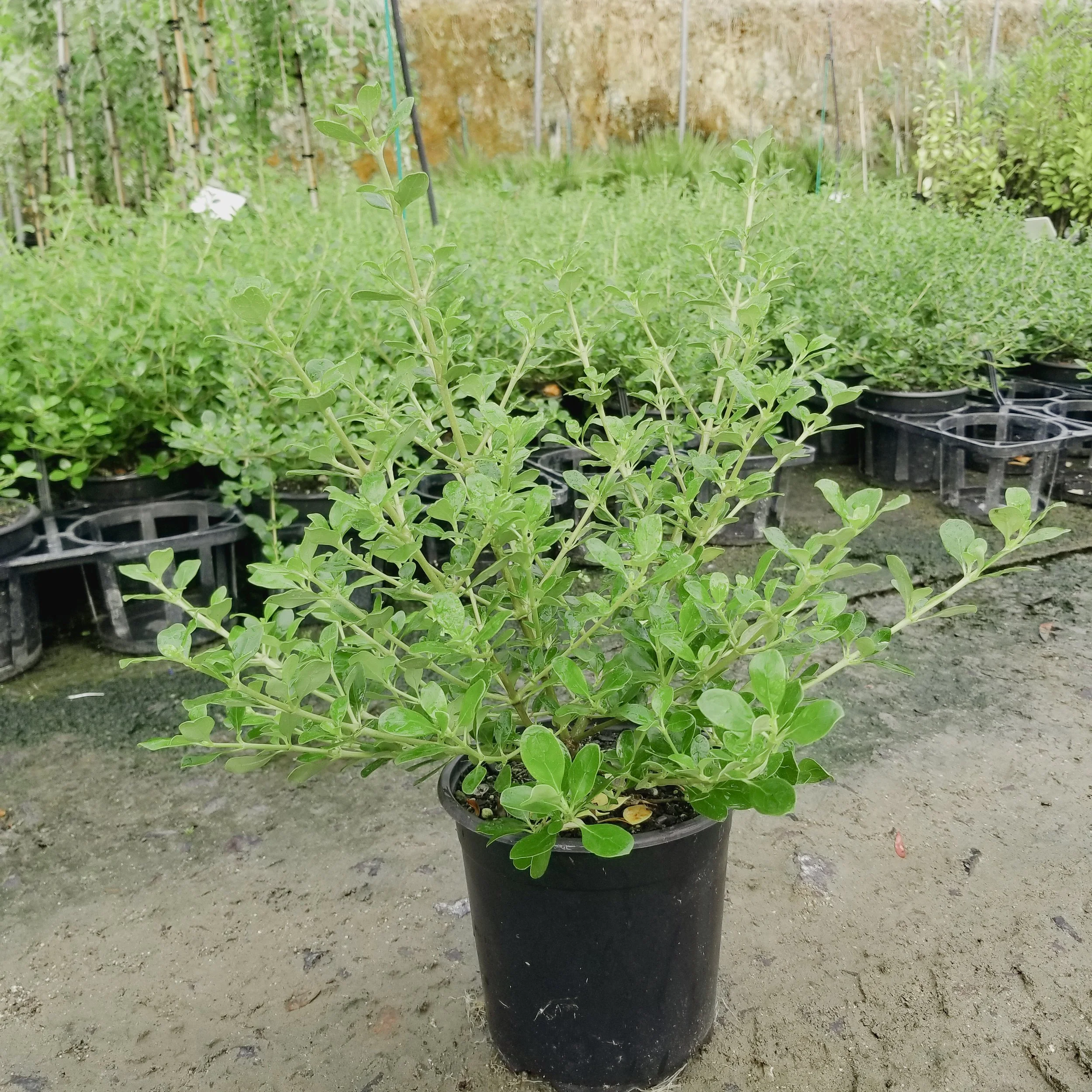 Clianthus maximus 'Kaka King' — Naturally Native New Zealand Plants ...