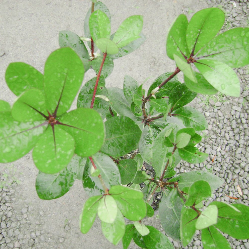 Pittosporum crassifolium (Karo) — Naturally Native New Zealand Plants ...