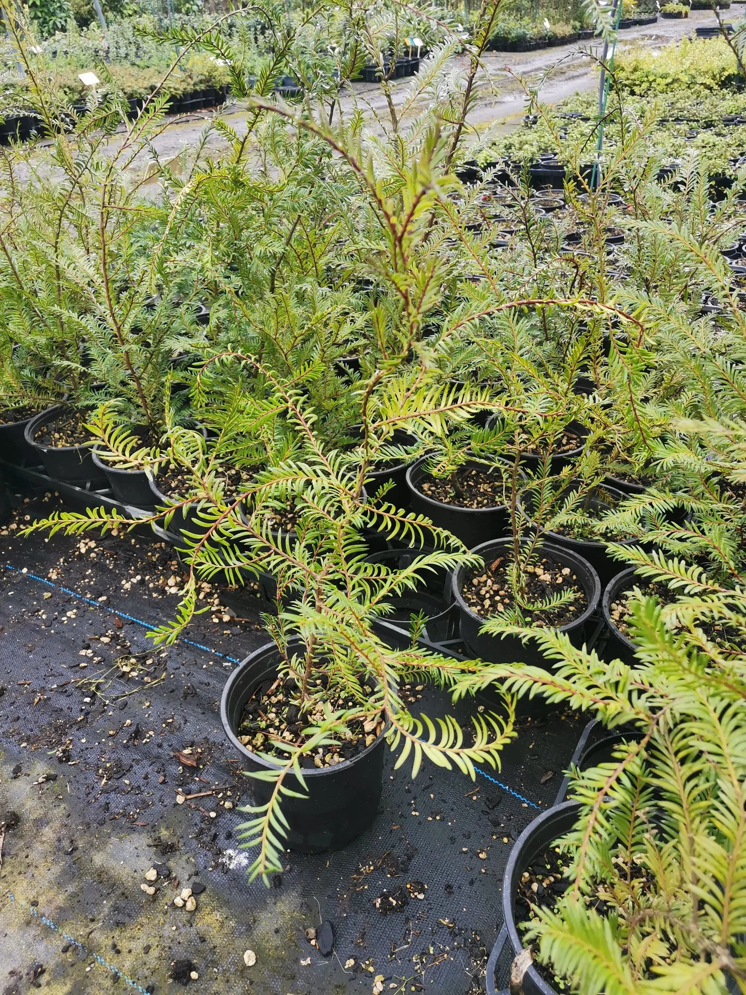 Plant directory — Naturally Native New Zealand Plants (2013) Ltd