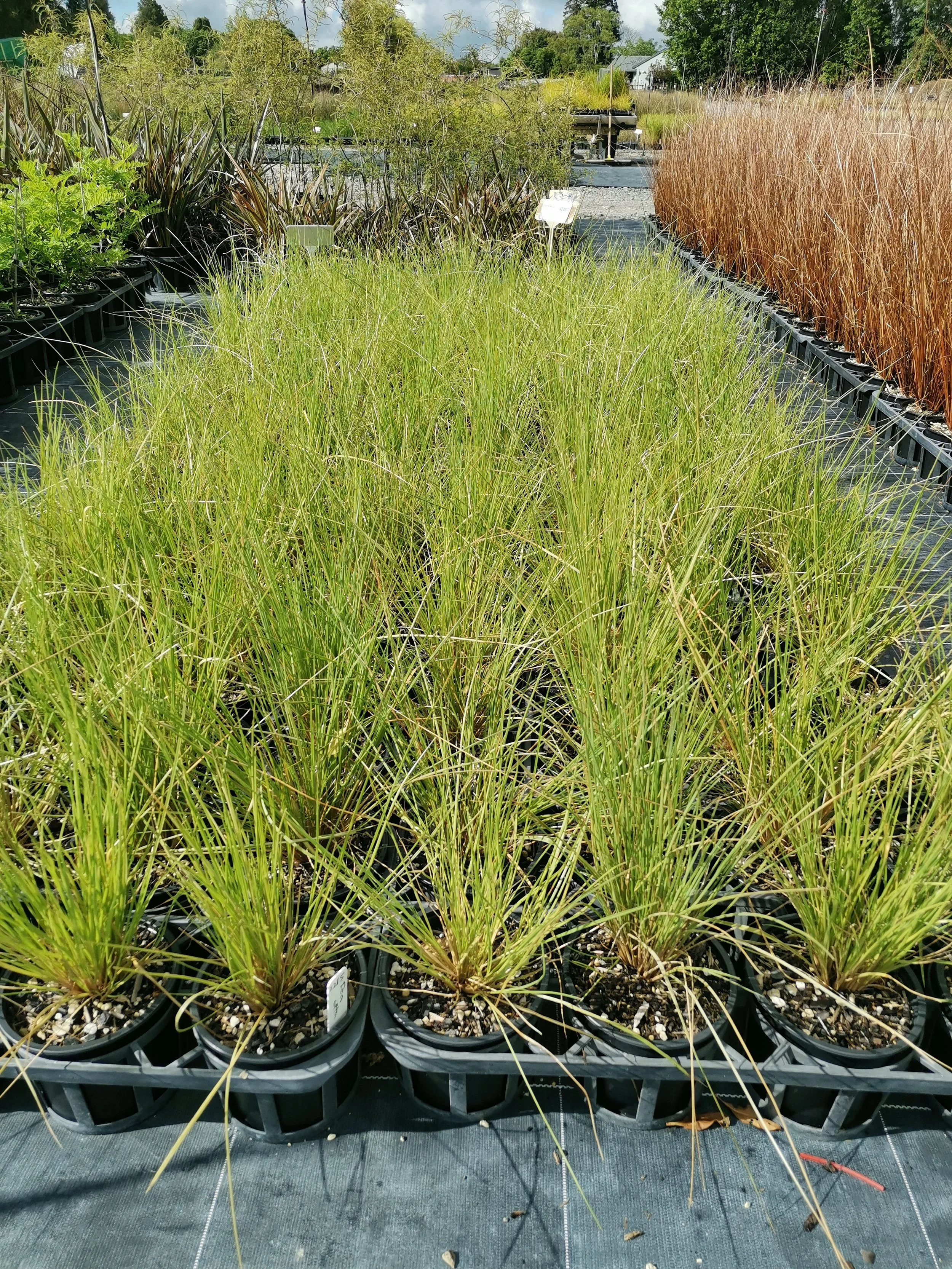Plant directory — Naturally Native New Zealand Plants (2013) Ltd