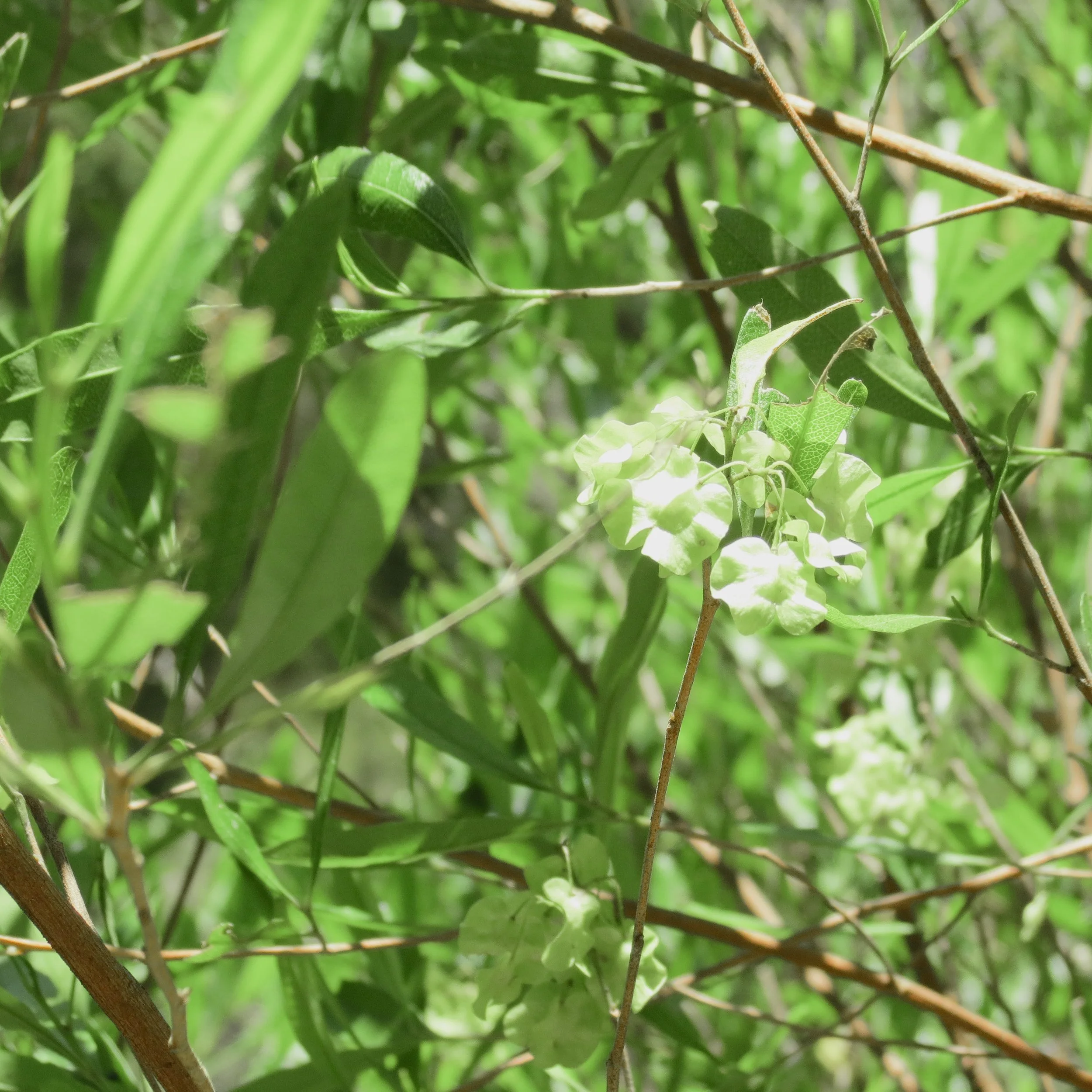 Leptospermum 'Wiri Kerry' — Naturally Native New Zealand Plants (2013) Ltd