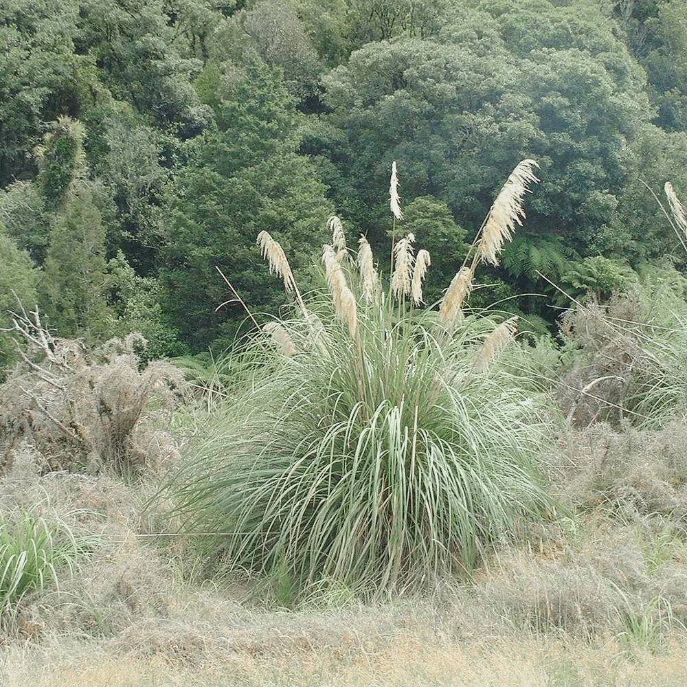 Chionochloa flavicans — Naturally Native New Zealand Plants (2013) Ltd
