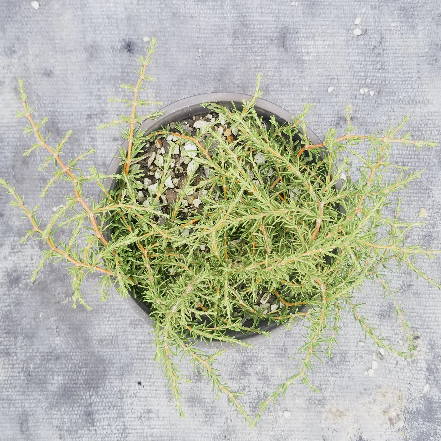 Disphyma australe — Naturally Native New Zealand Plants (2013) Ltd