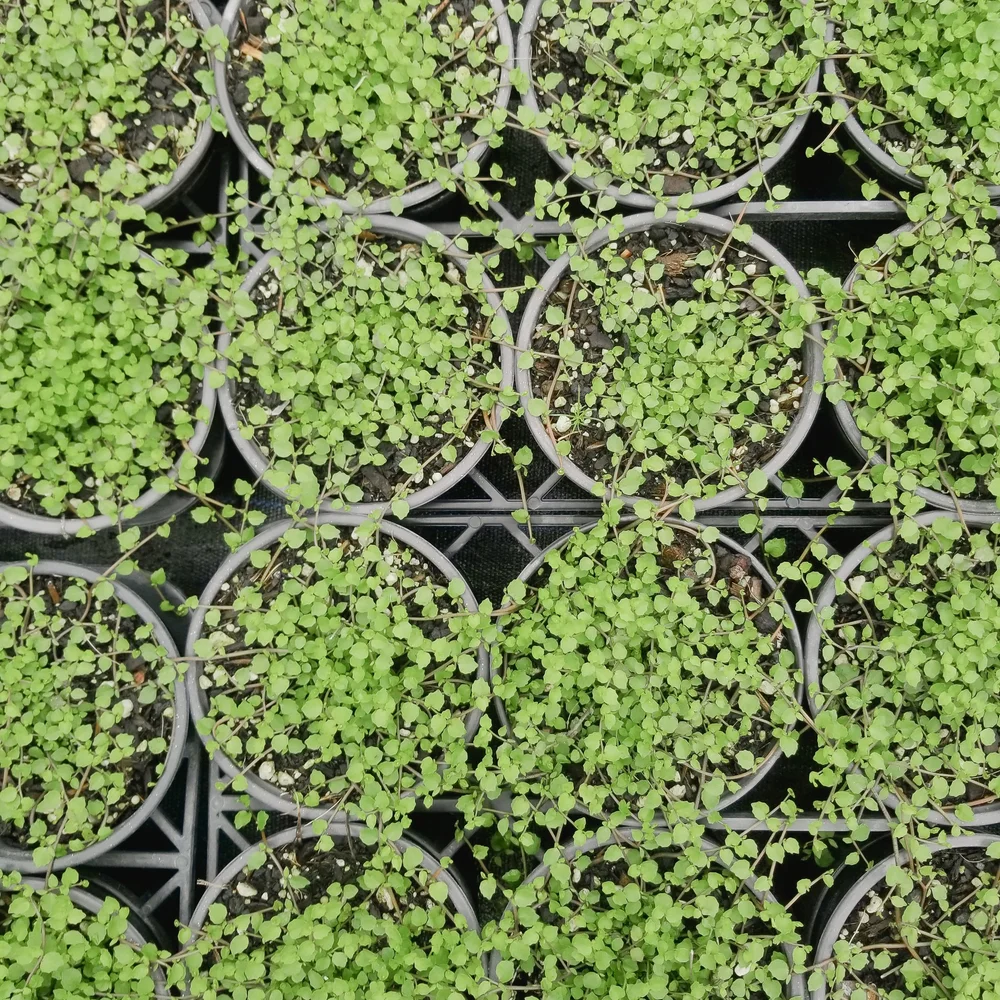 Coprosma acerosa'Red Rocks' — Naturally Native New Zealand Plants (2013 ...