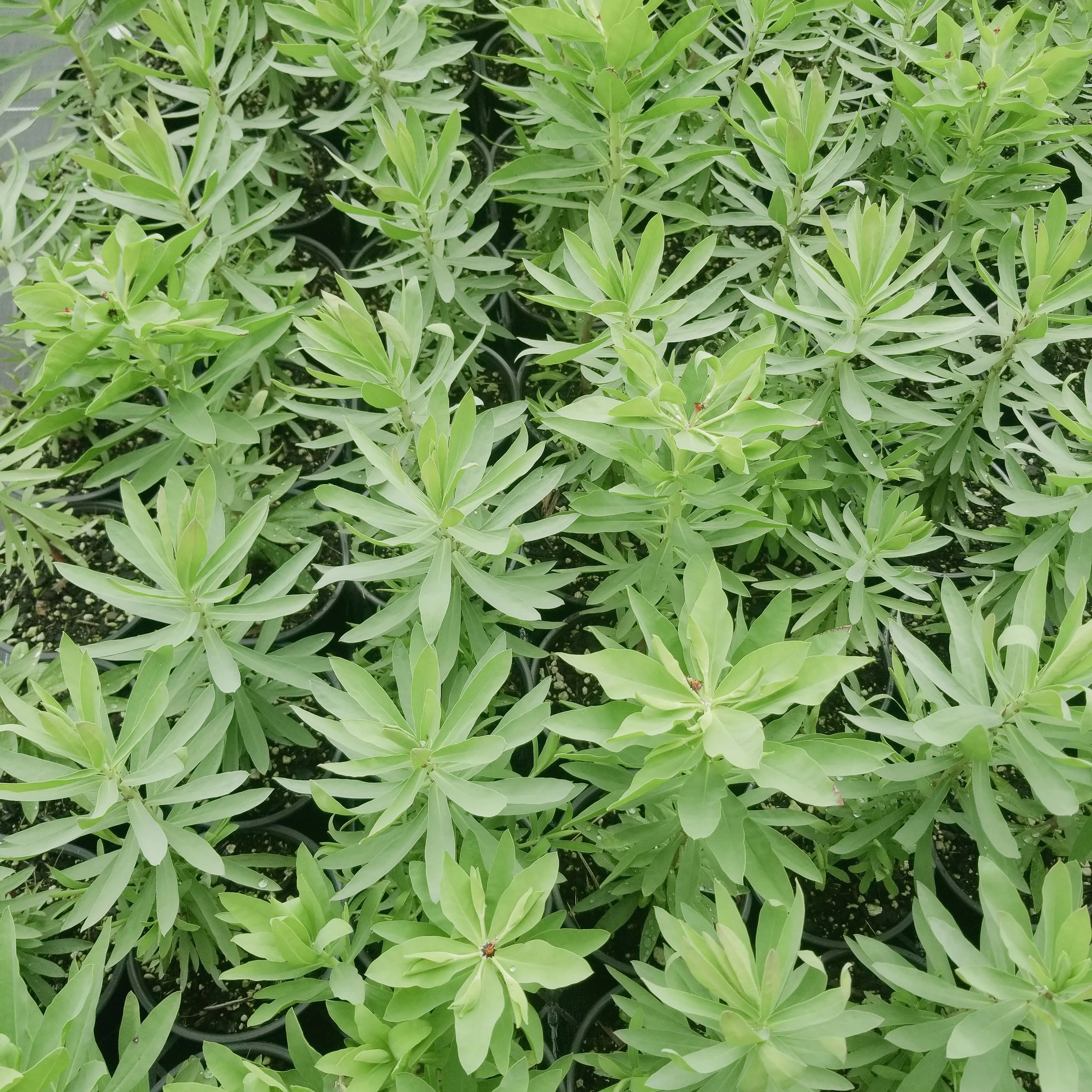 Olearia cheesemanii — Naturally Native New Zealand Plants (2013) Ltd