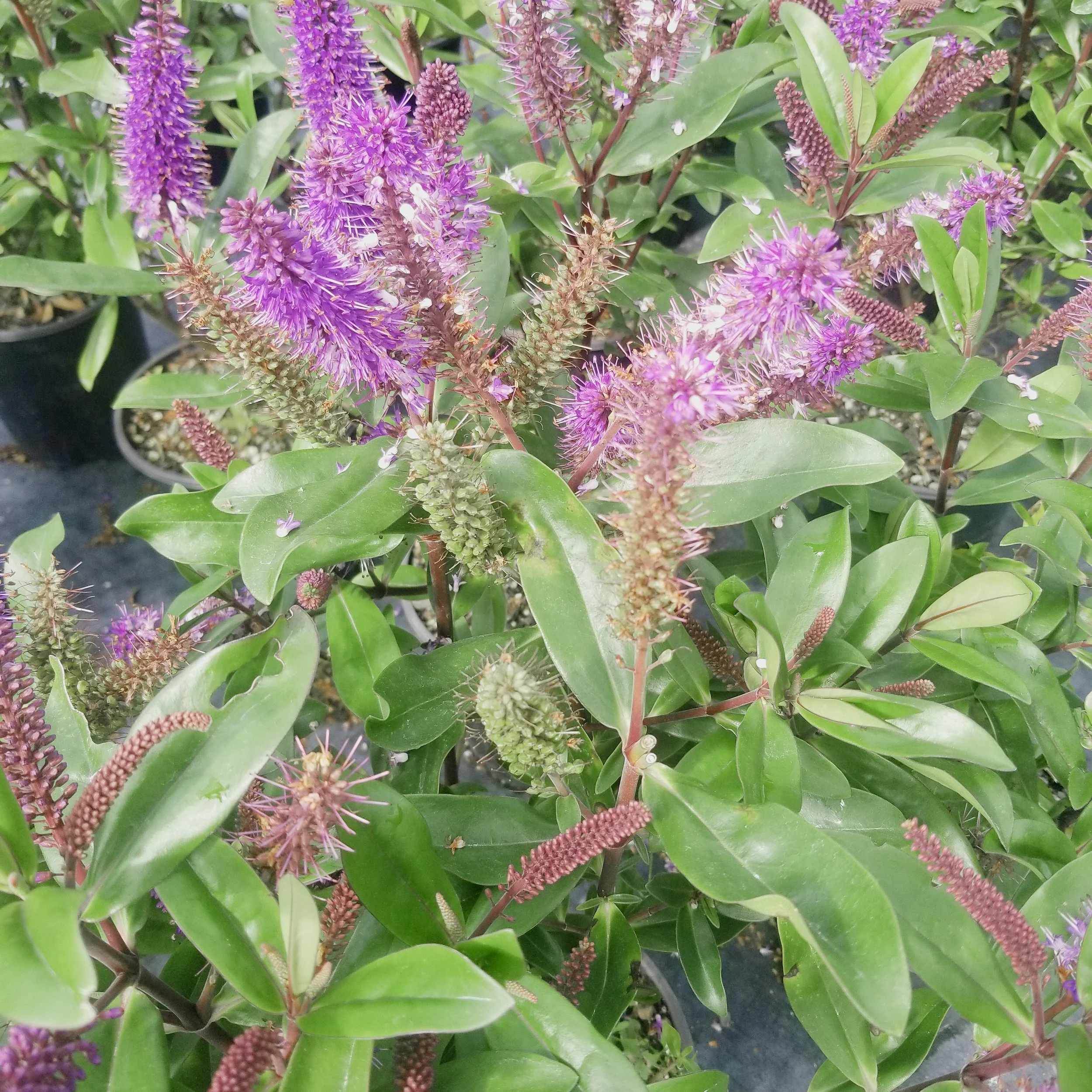 Veronica 'Wiri Mist' — Naturally Native New Zealand Plants (2013) Ltd