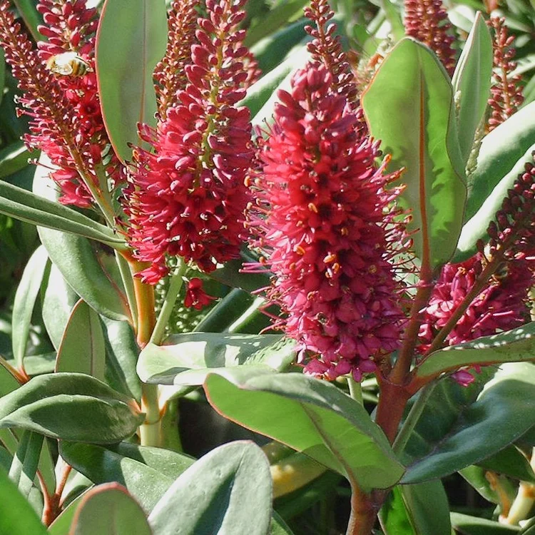 Clianthus maximus 'Kaka King' — Naturally Native New Zealand Plants ...
