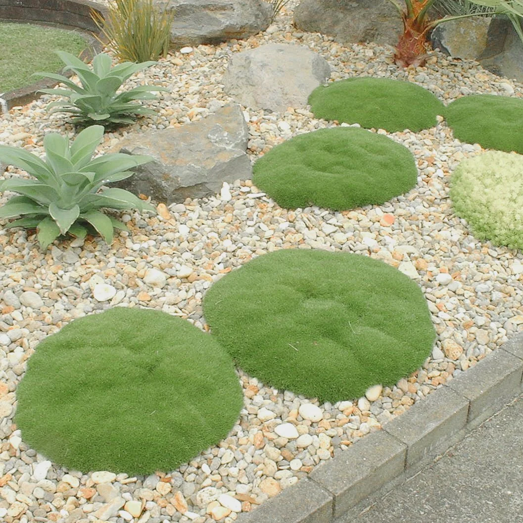 Disphyma australe — Naturally Native New Zealand Plants (2013) Ltd